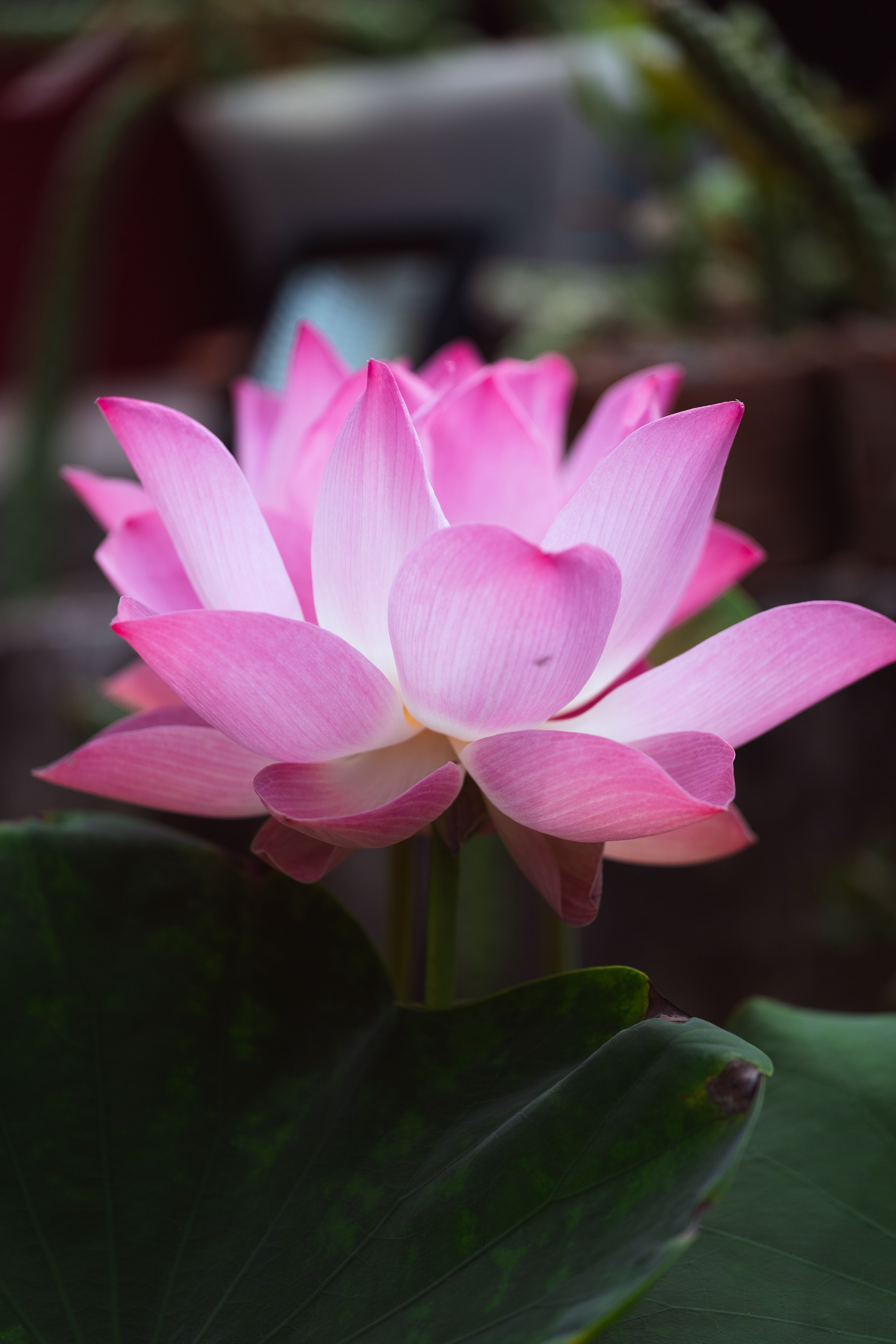 Vibrant Pink Lotus Flower in Full Bloom · Free Stock Photo