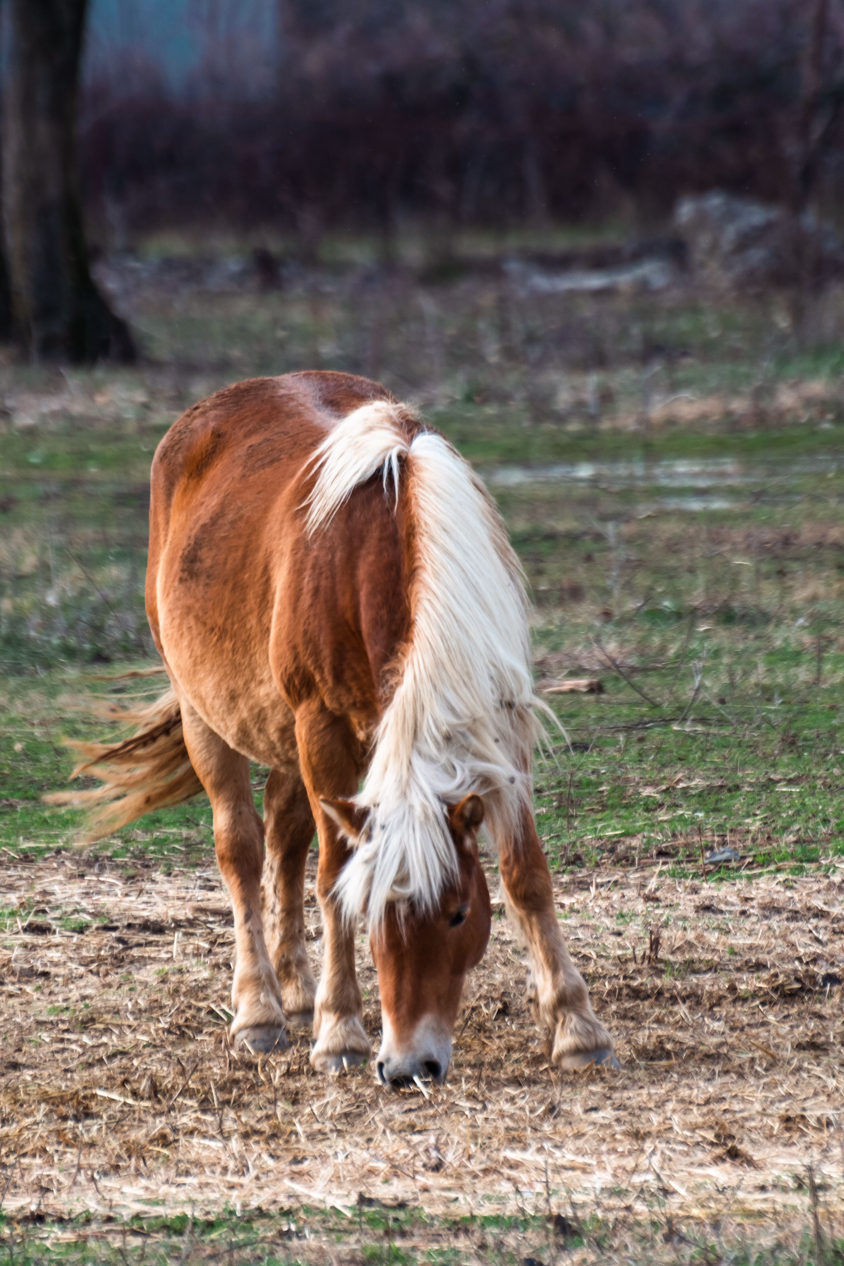 Brown Pony Grazing Outdoors in Spring Field · Free Stock Photo