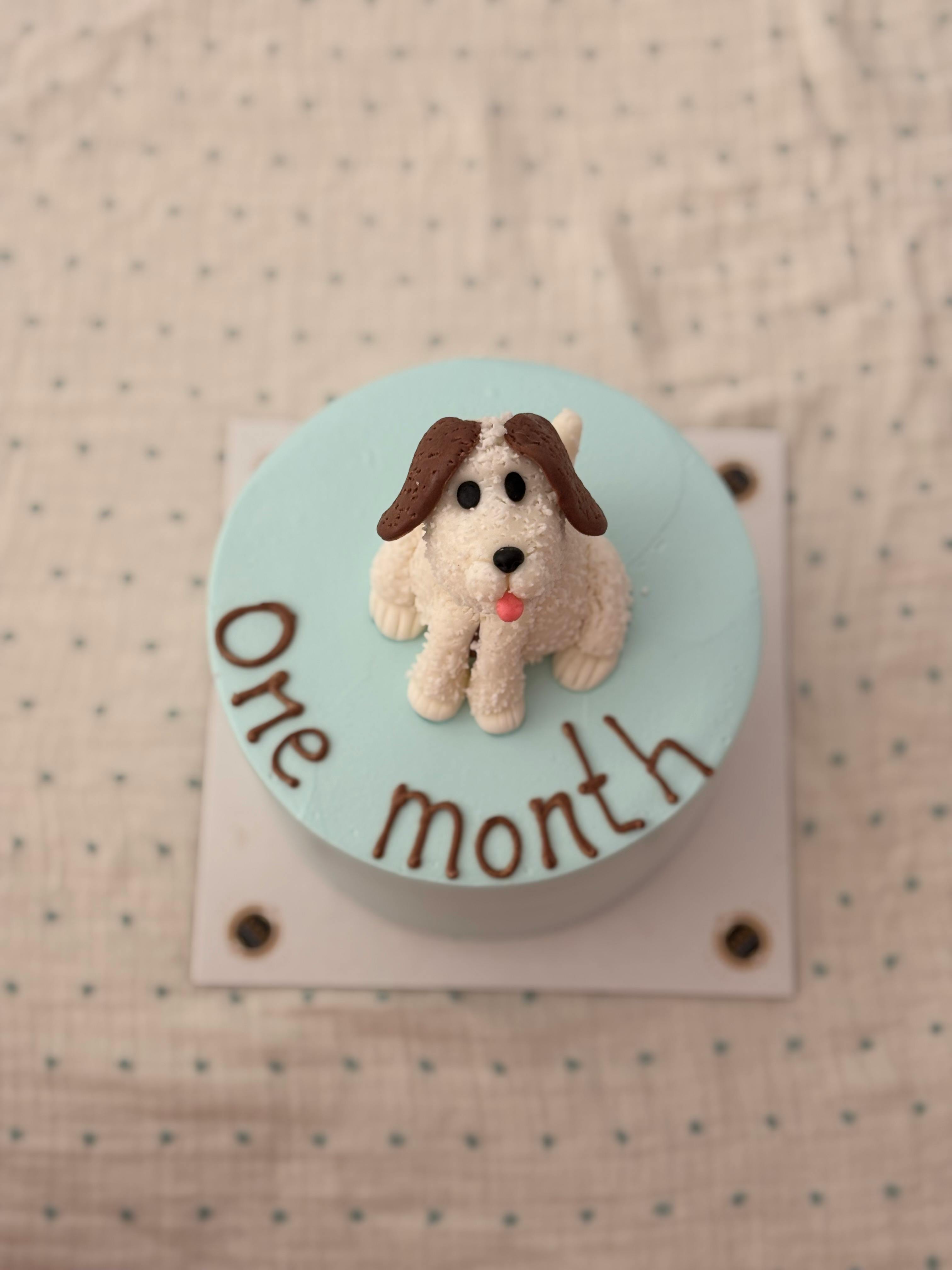Foto de stock gratuita sobre adorno para perro, amante de los perros ...