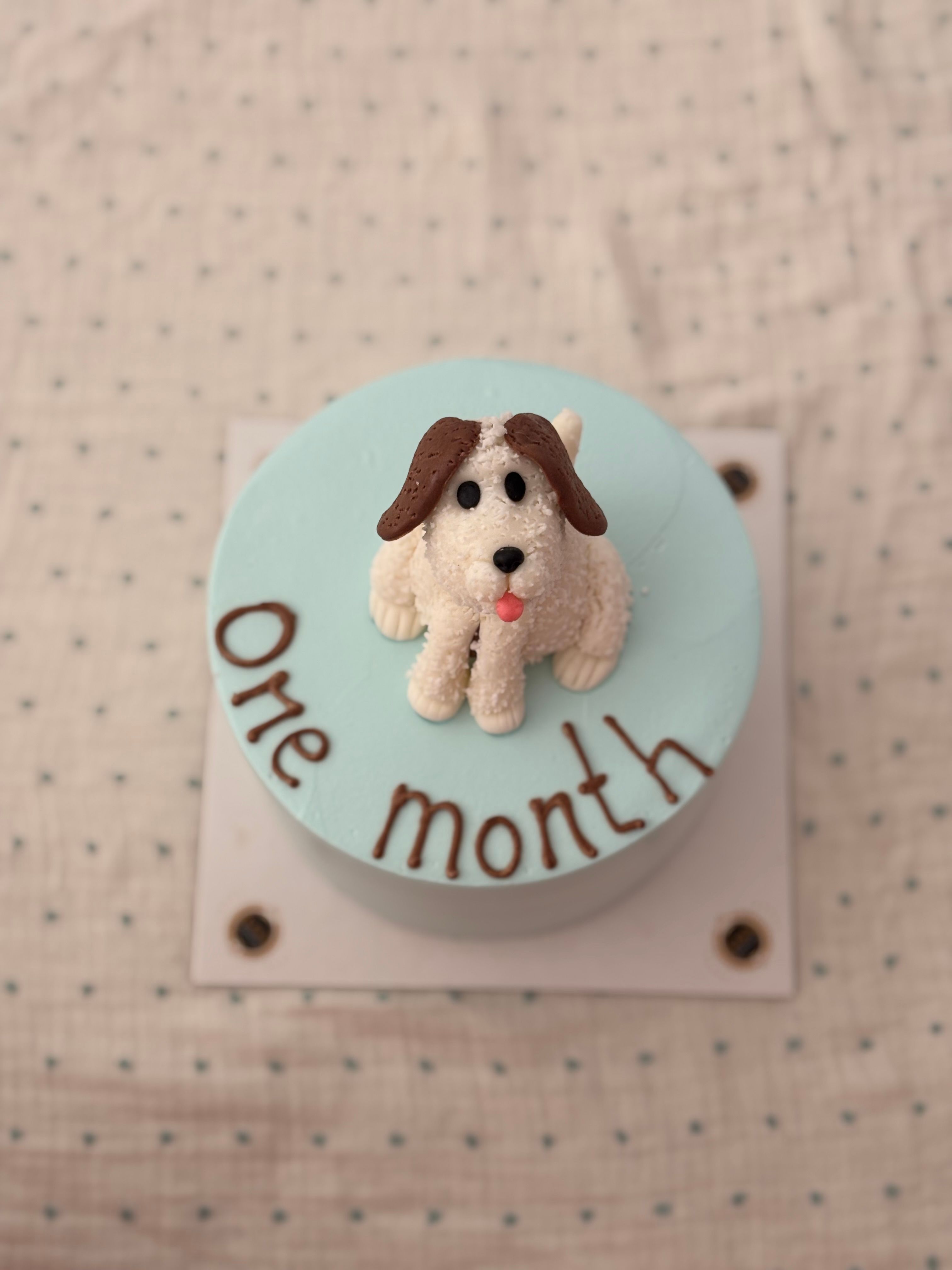 Foto de stock gratuita sobre adorno para perro, amante de los perros ...