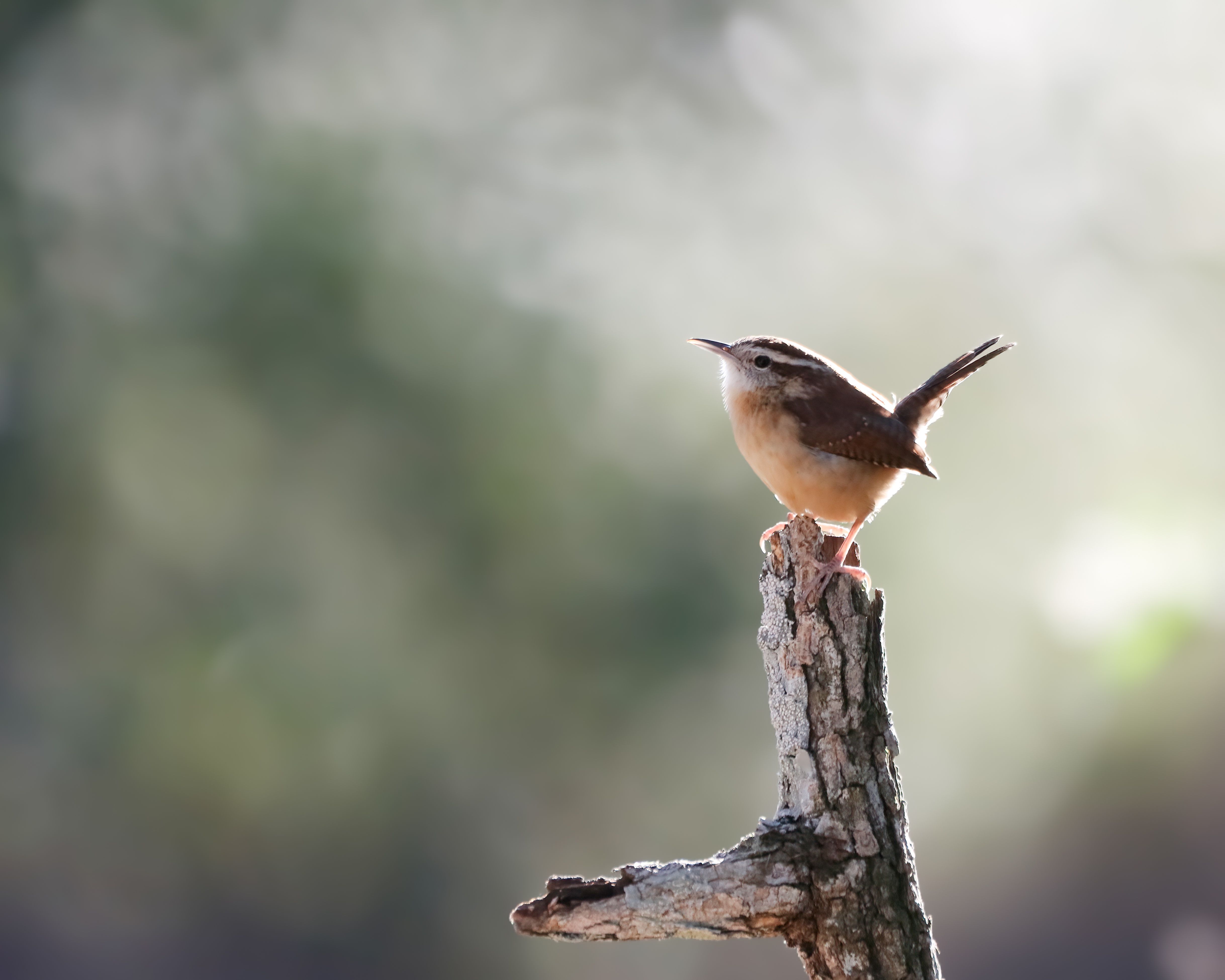 Wren Birds Photos, Download The BEST Free Wren Birds Stock Photos & HD ...