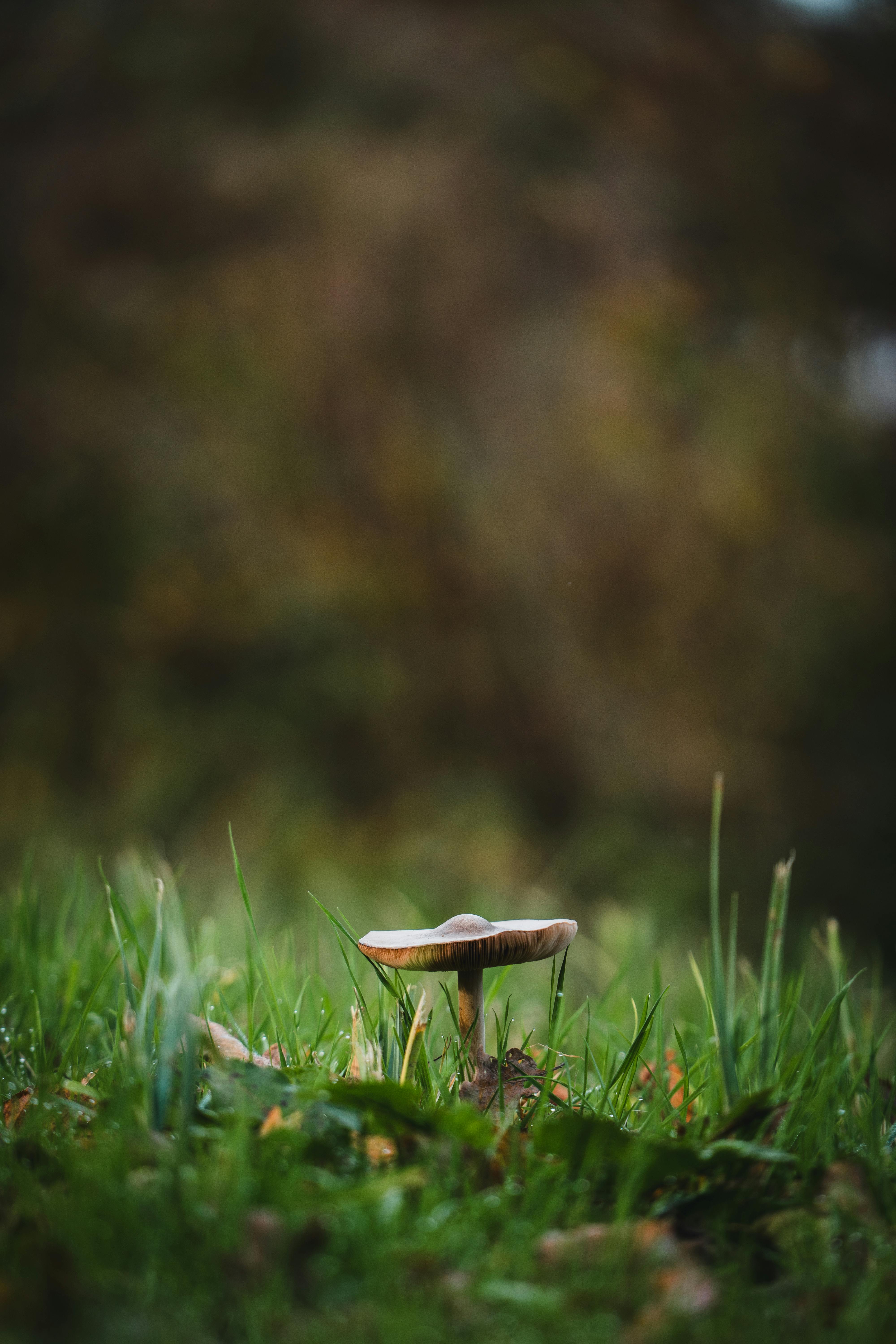 Backgroundlight Green Photos, Download The BEST Free Backgroundlight ...