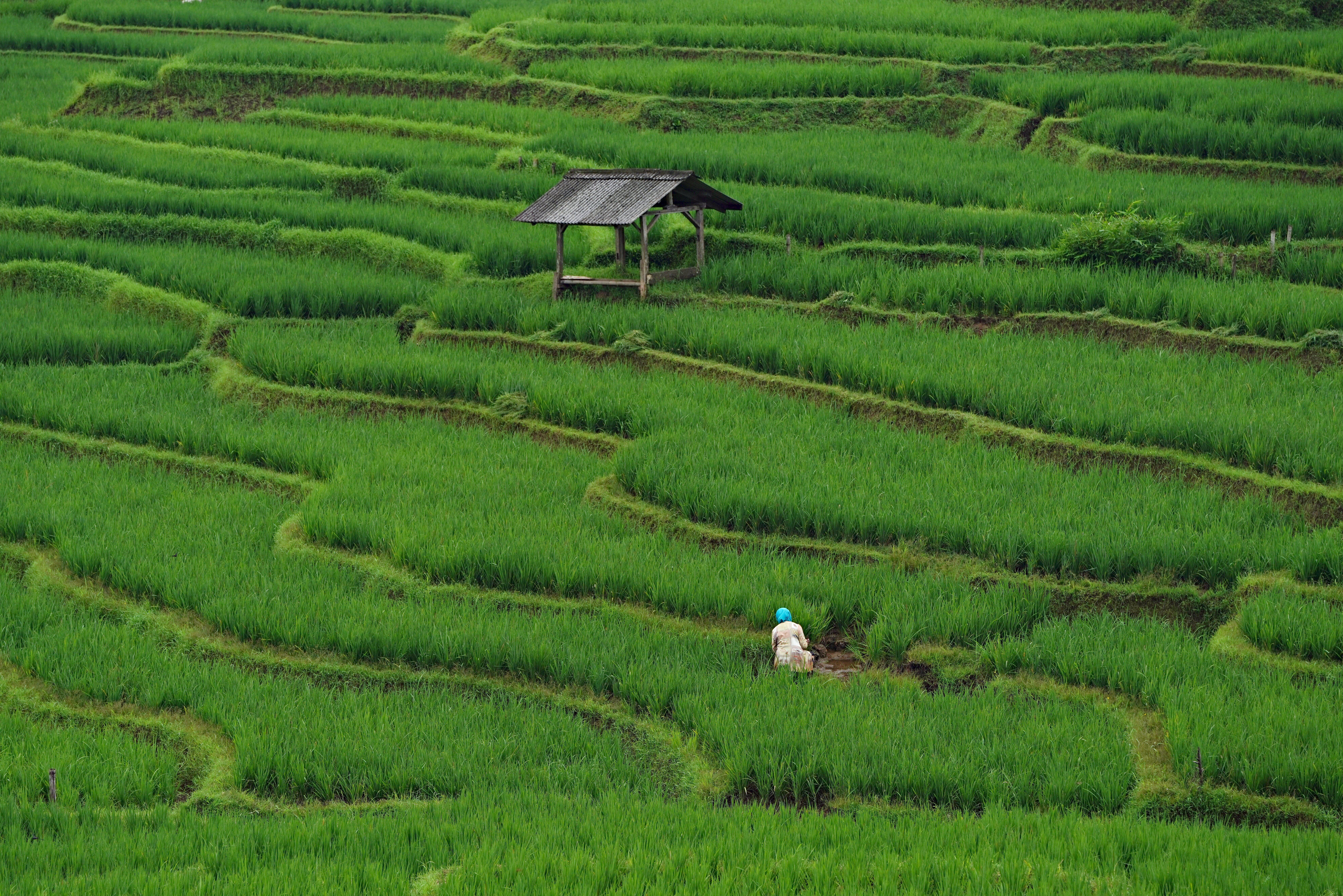 Lush Green Rice Terraces with Farmer Working · Free Stock Photo