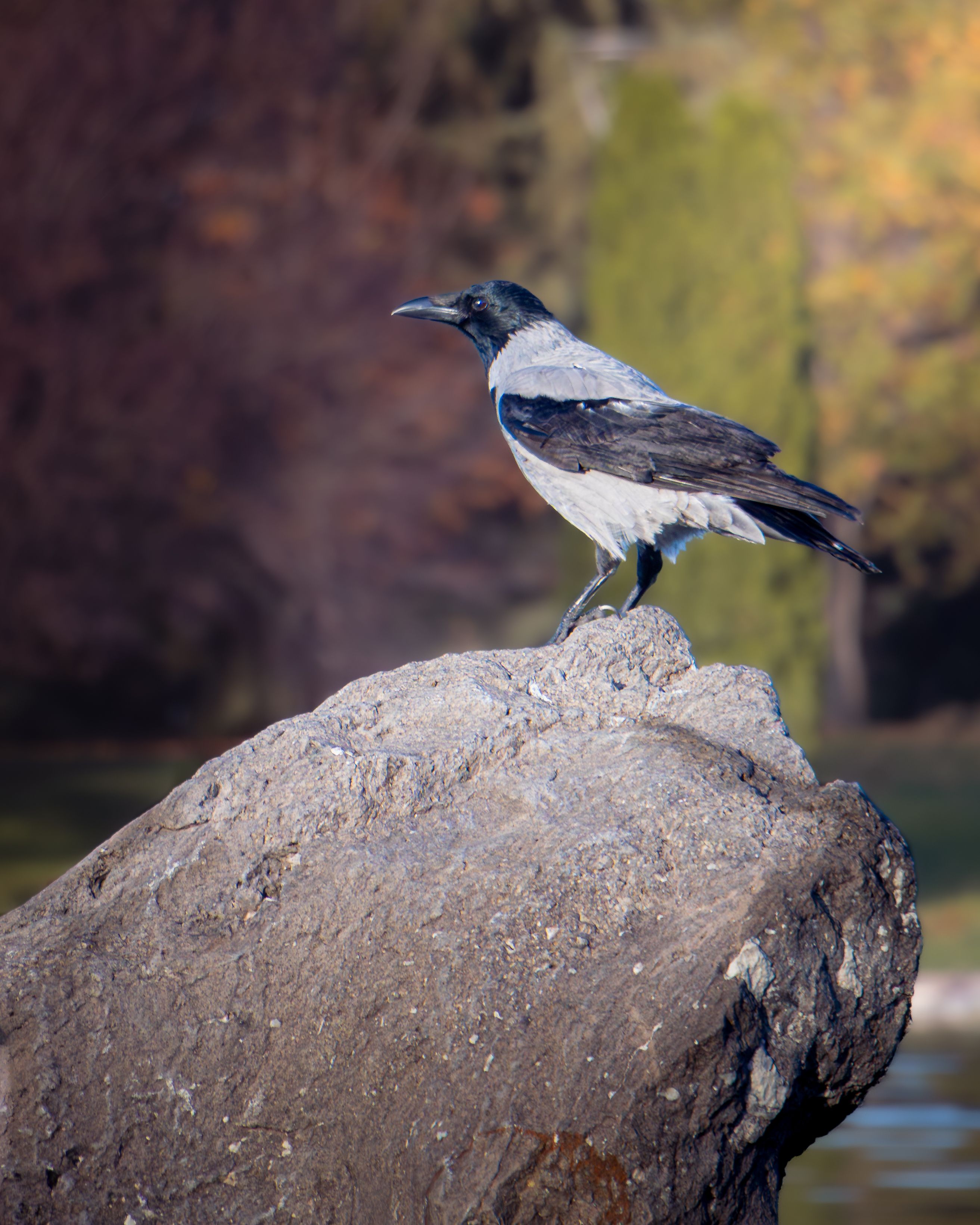 Hooded Crow Perched on Rock in Eskişehir · Free Stock Photo