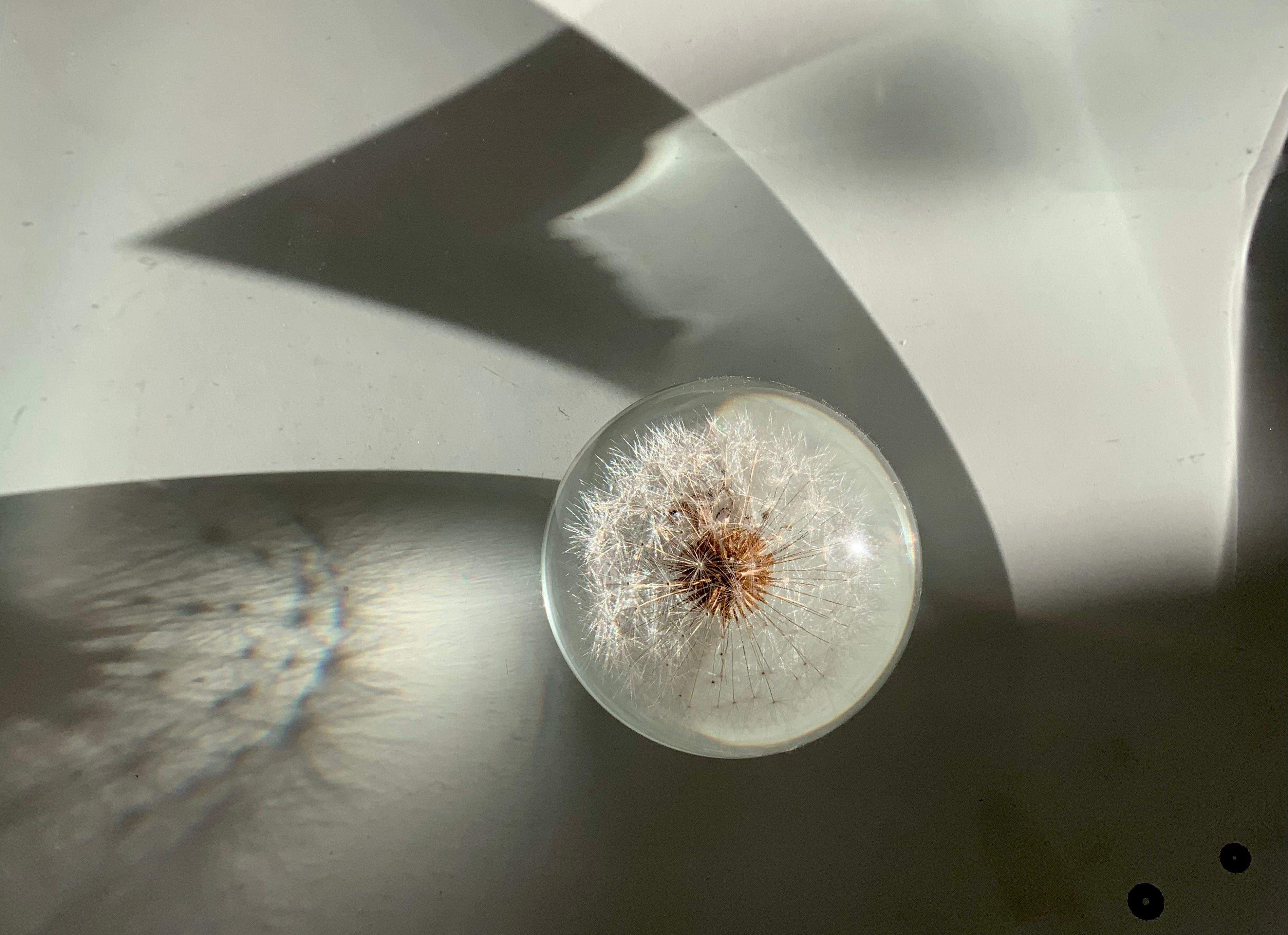 Dandelion Encapsulated in Glass Sphere with Shadows · Free Stock Photo