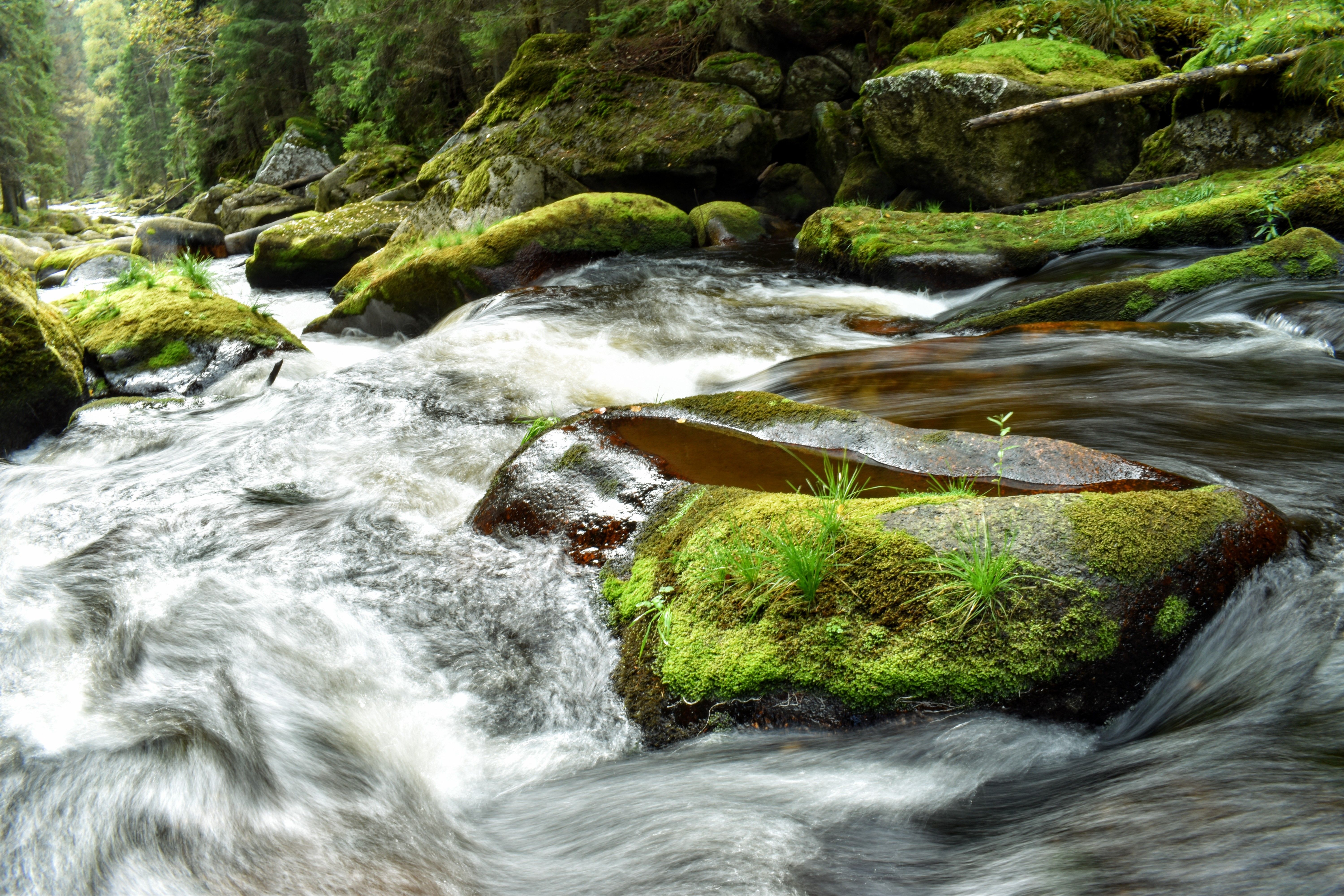 Serene Forest Stream with Mossy Rocks · Free Stock Photo