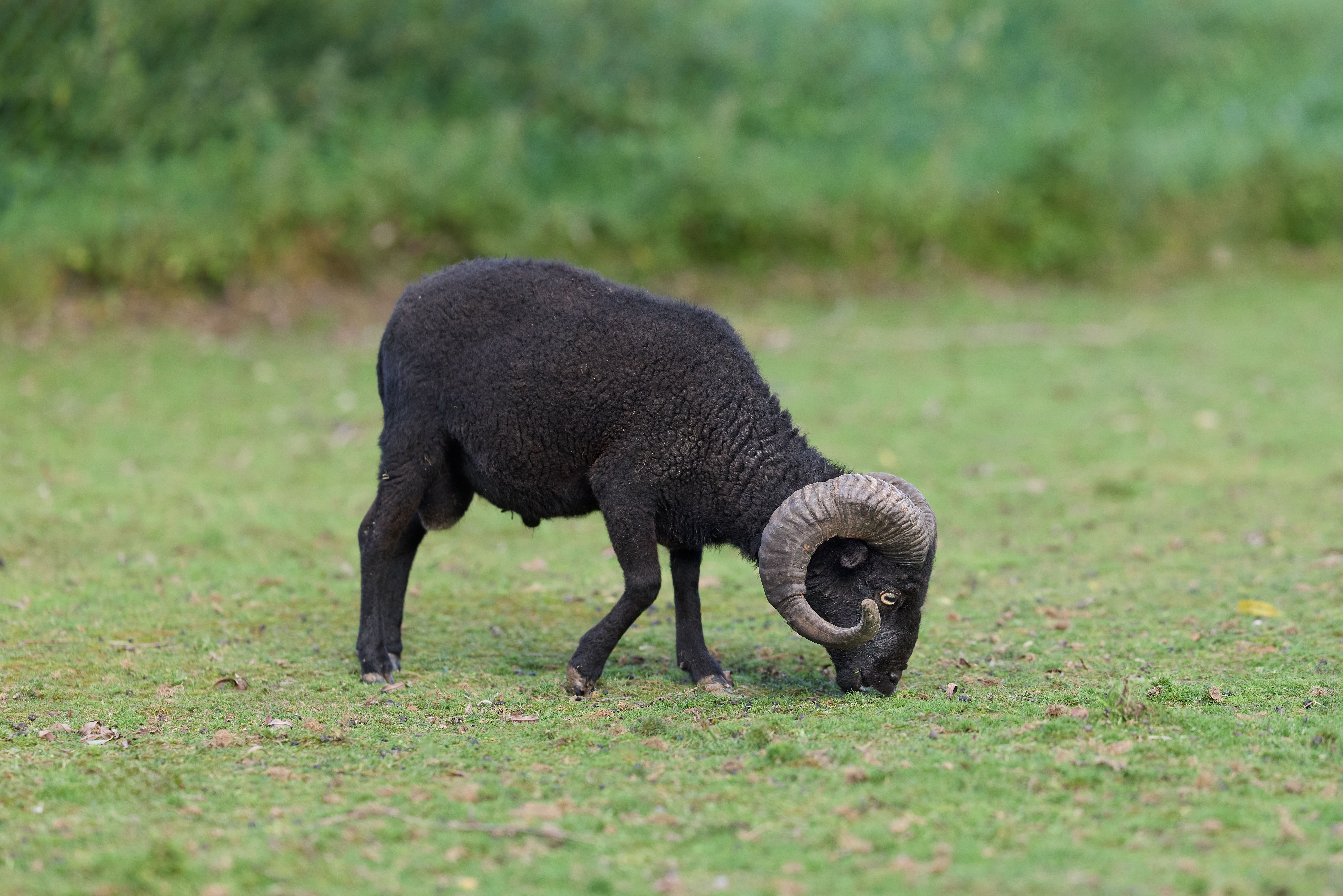 Sheep Nuuran Photos, Download The BEST Free Sheep Nuuran Stock Photos ...