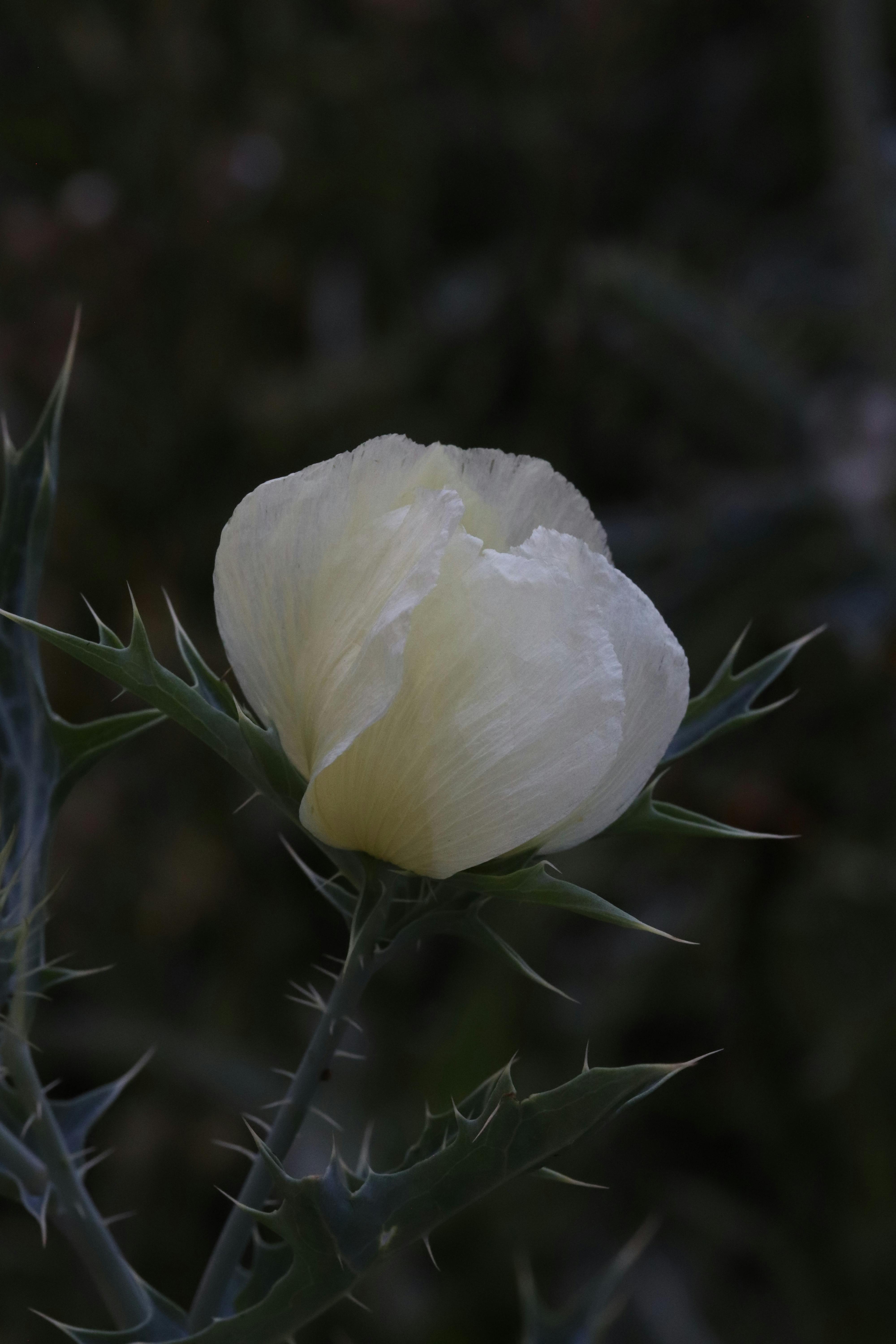 Macro Shot of a Prickly Poppy Flower in South Africa · Free Stock Photo