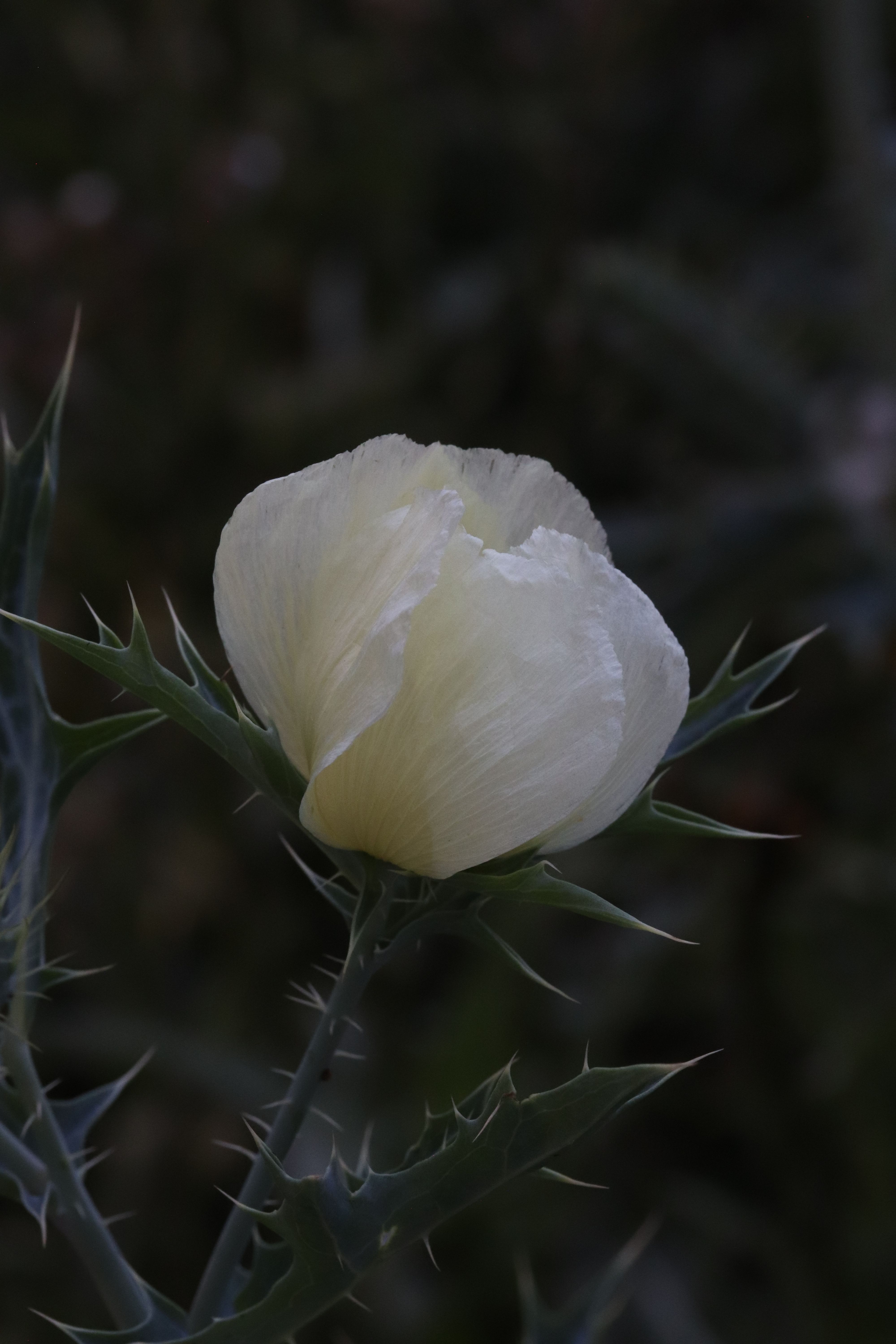 Macro Shot of a Prickly Poppy Flower in South Africa · Free Stock Photo