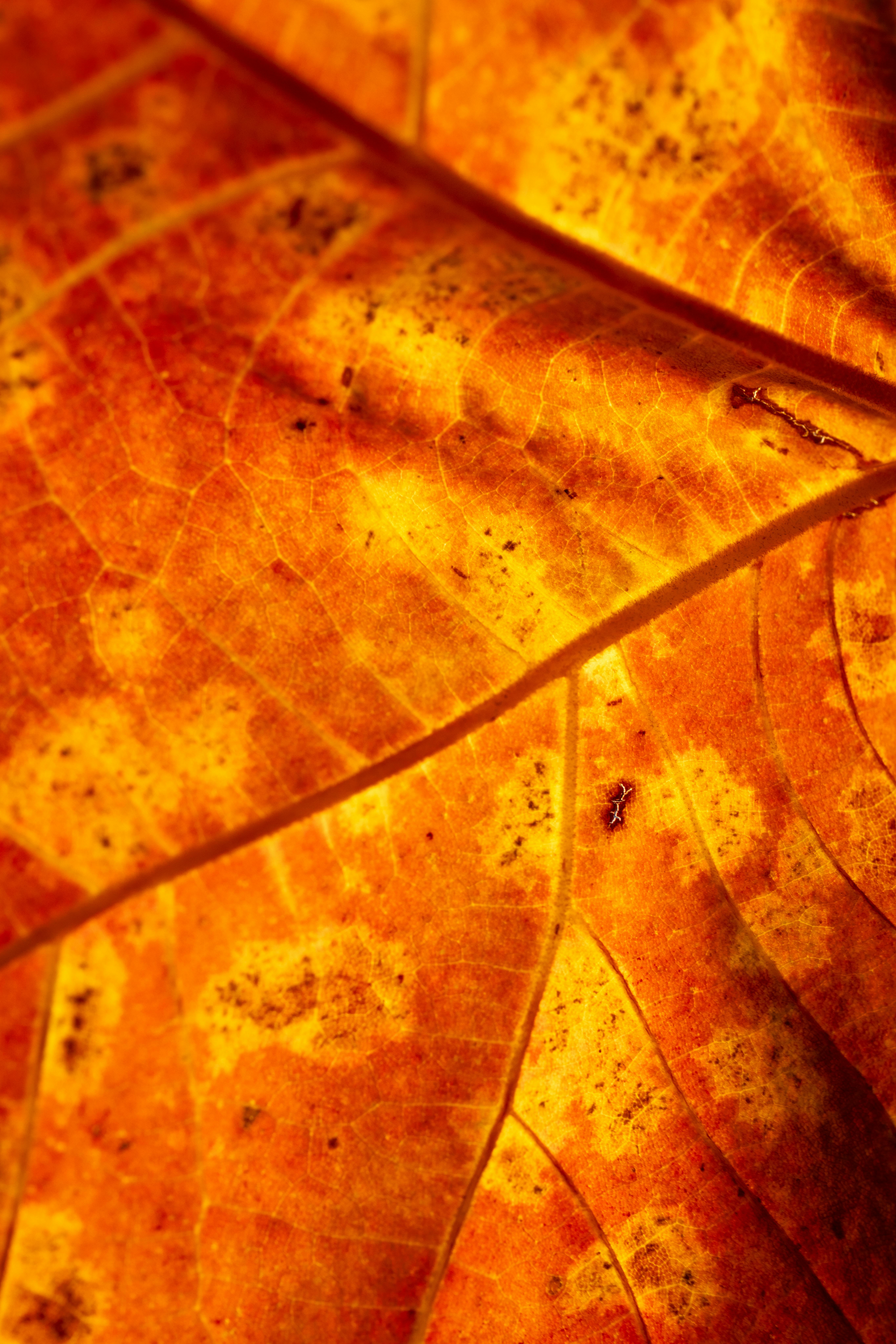 John Hanson – Fotografia