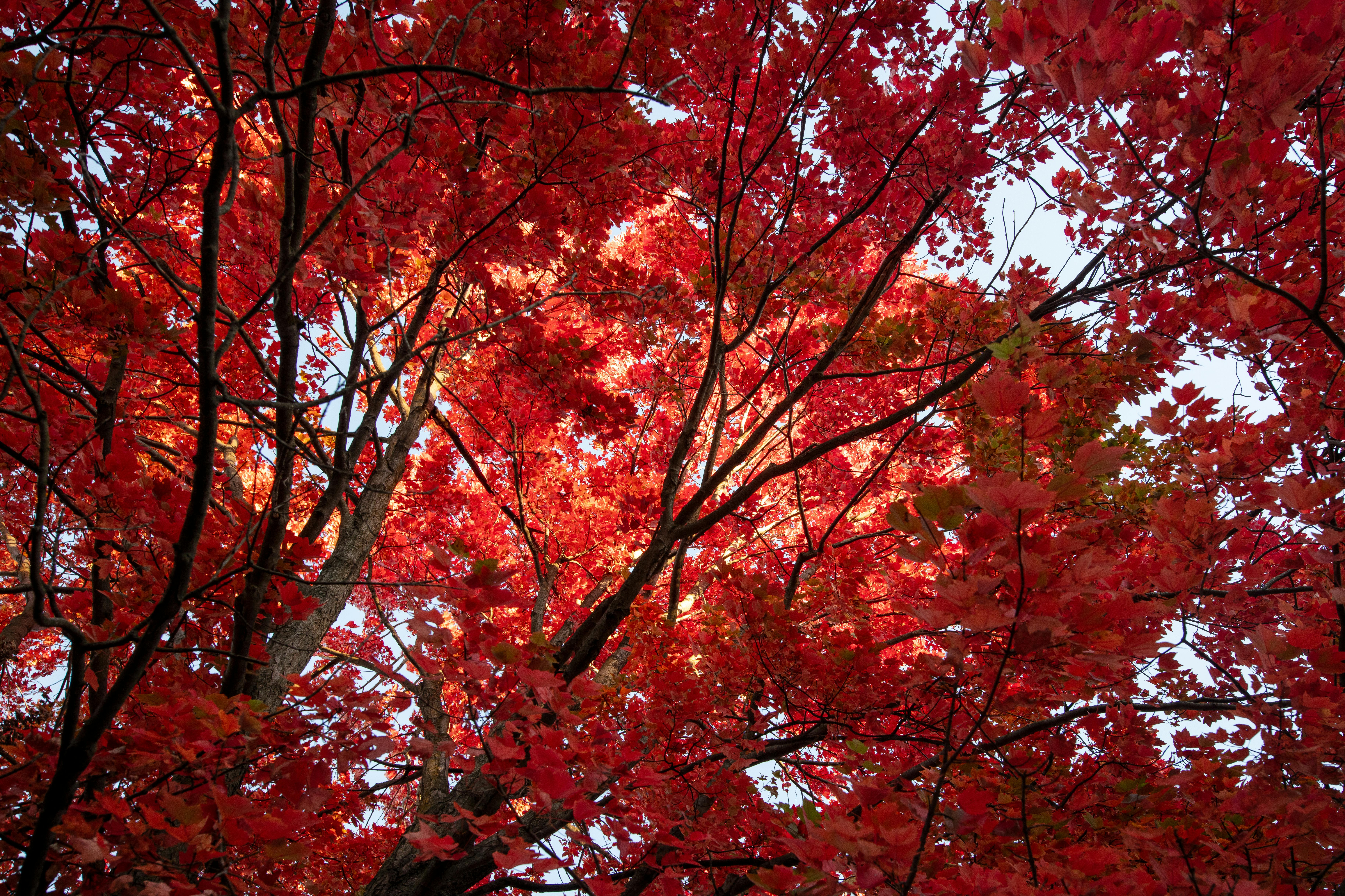 John Hanson – Fotografia