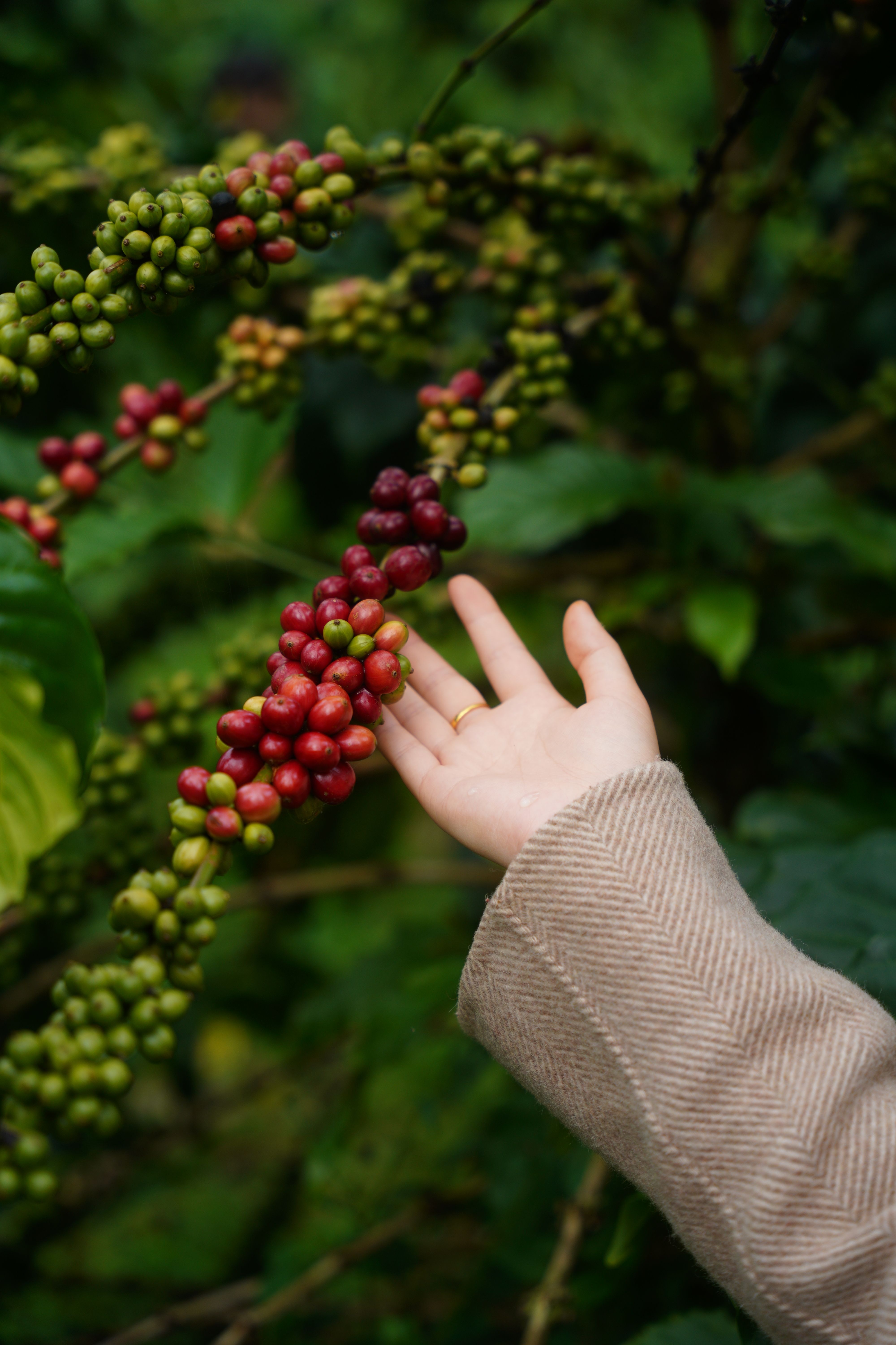 Hand Reaching for Ripe Red Coffee Berries in Garden · Free Stock Photo