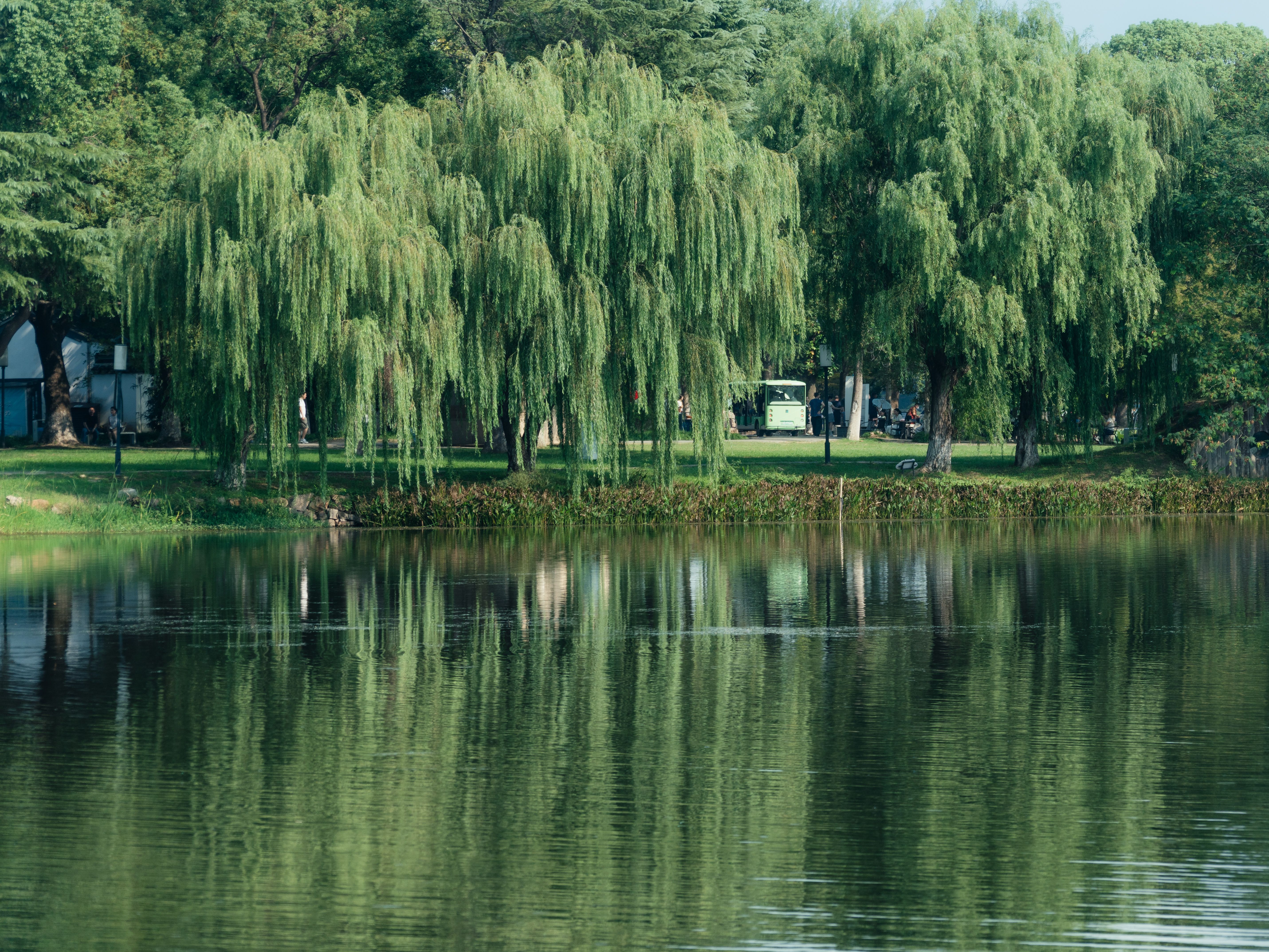 Serene Lakeside View with Willow Trees Reflection · Free Stock Photo