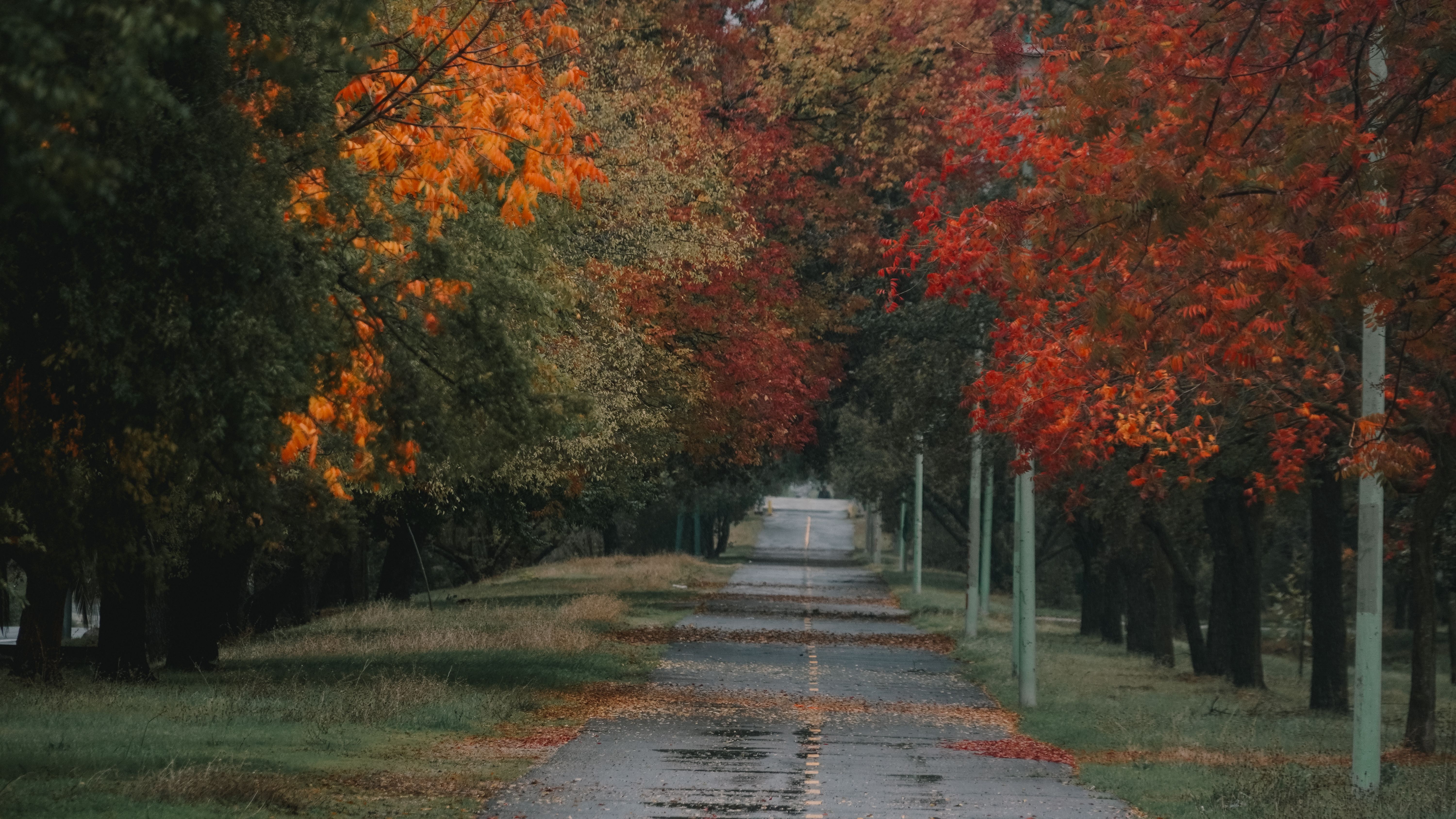 Orange Trees · Free Stock Photo