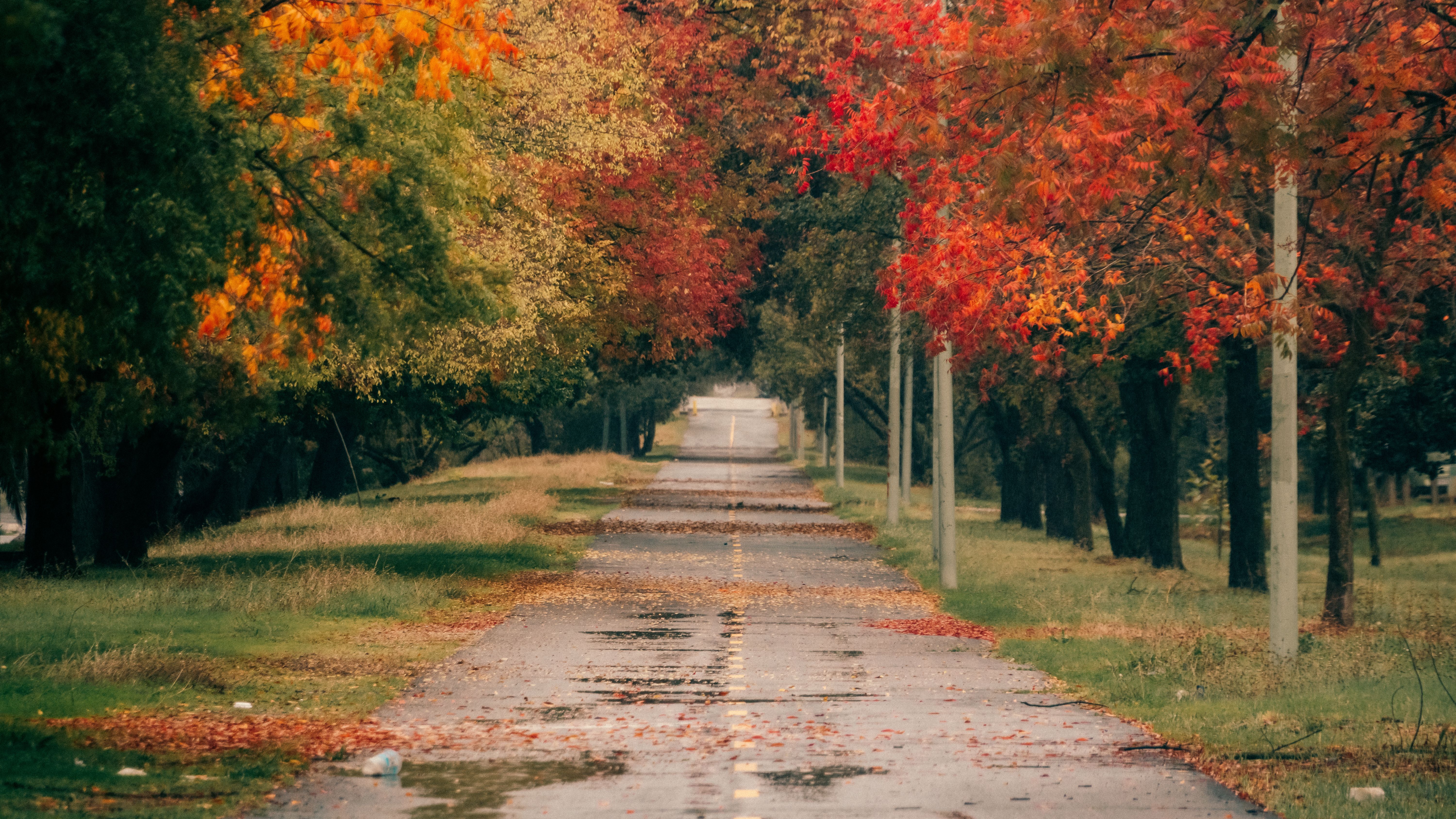 Orange Trees · Free Stock Photo