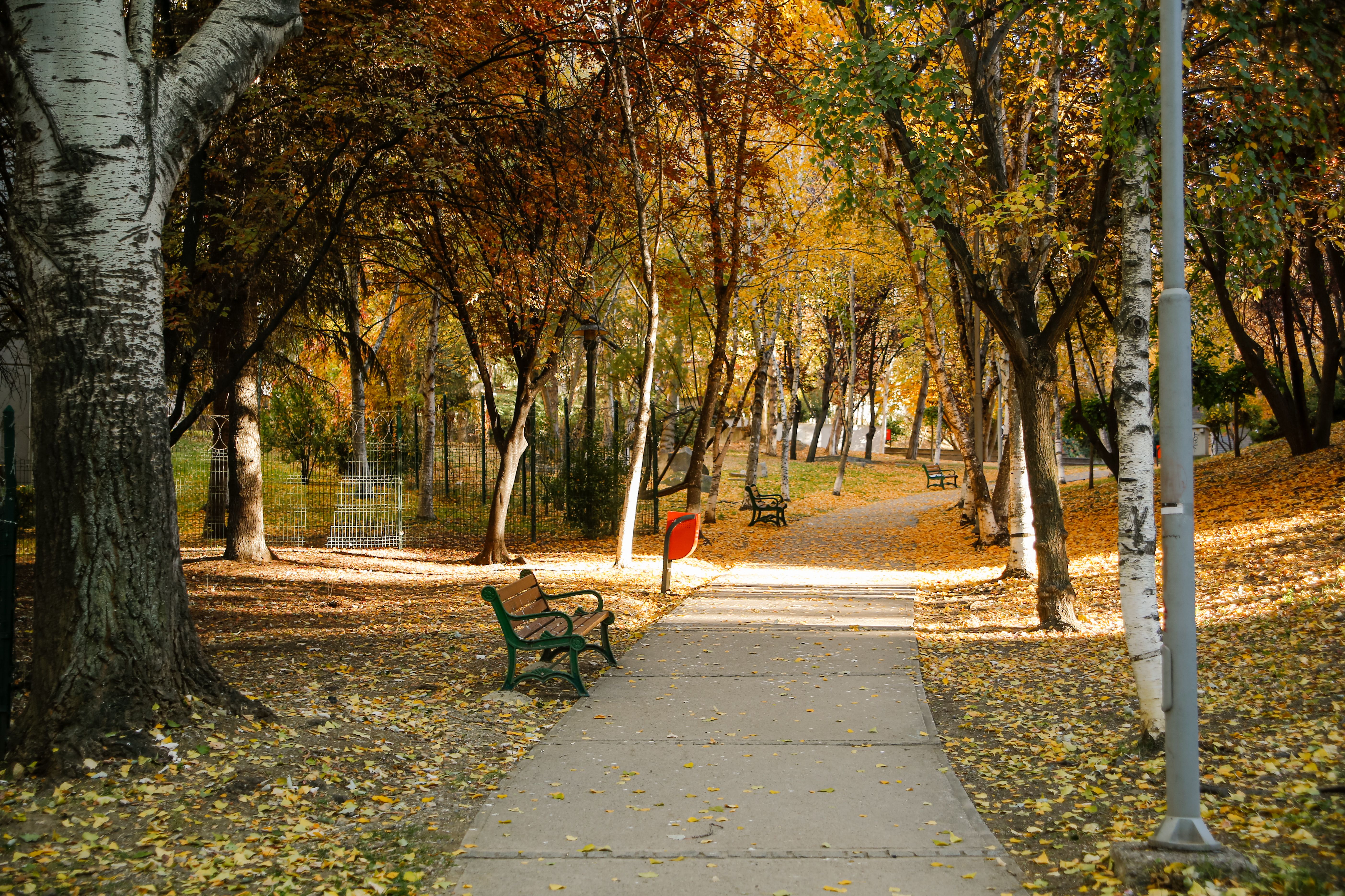 Park Scene Photos, Download The BEST Free Park Scene Stock Photos & HD ...