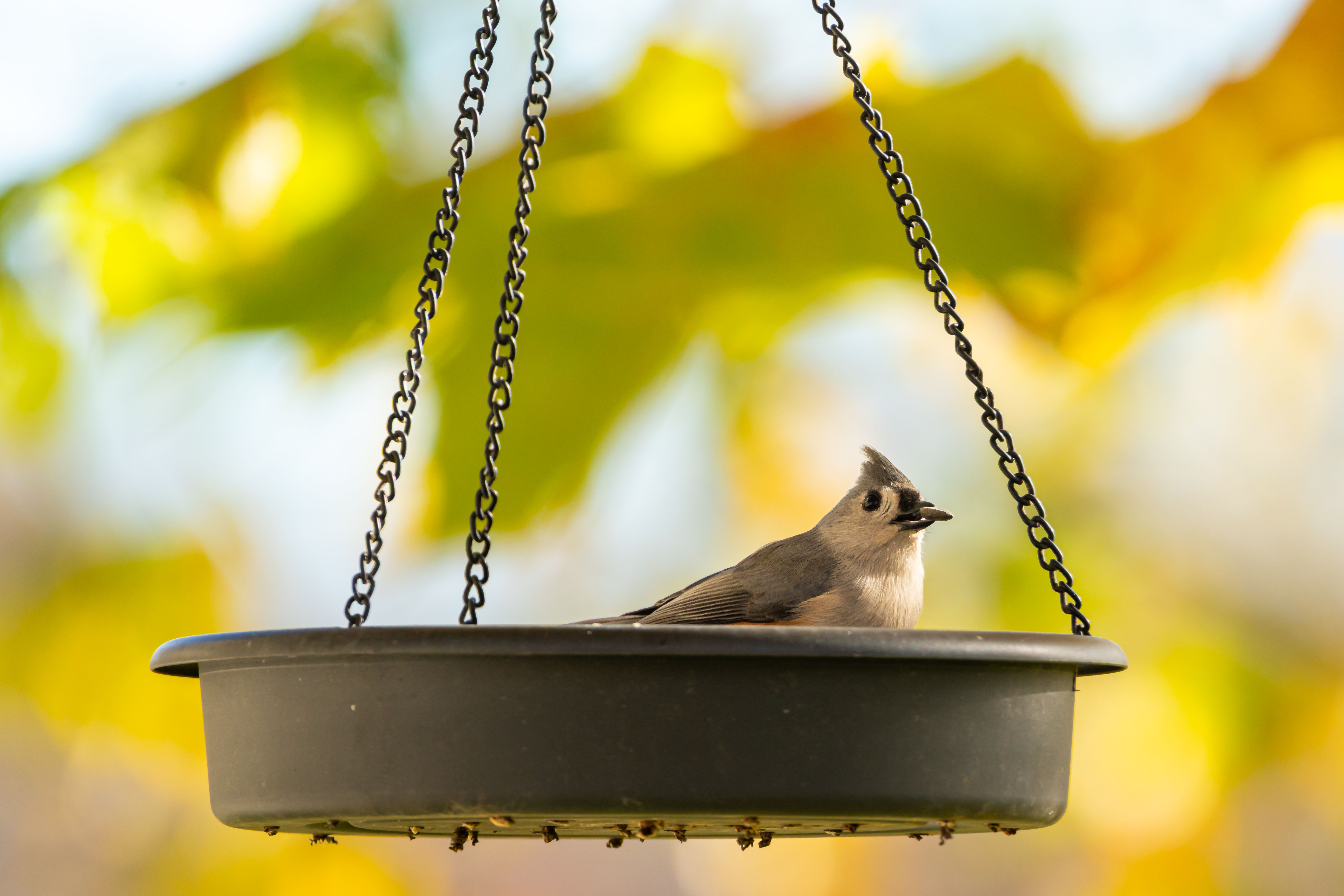 Fall Bird Garden Photos, Download The BEST Free Fall Bird Garden Stock ...