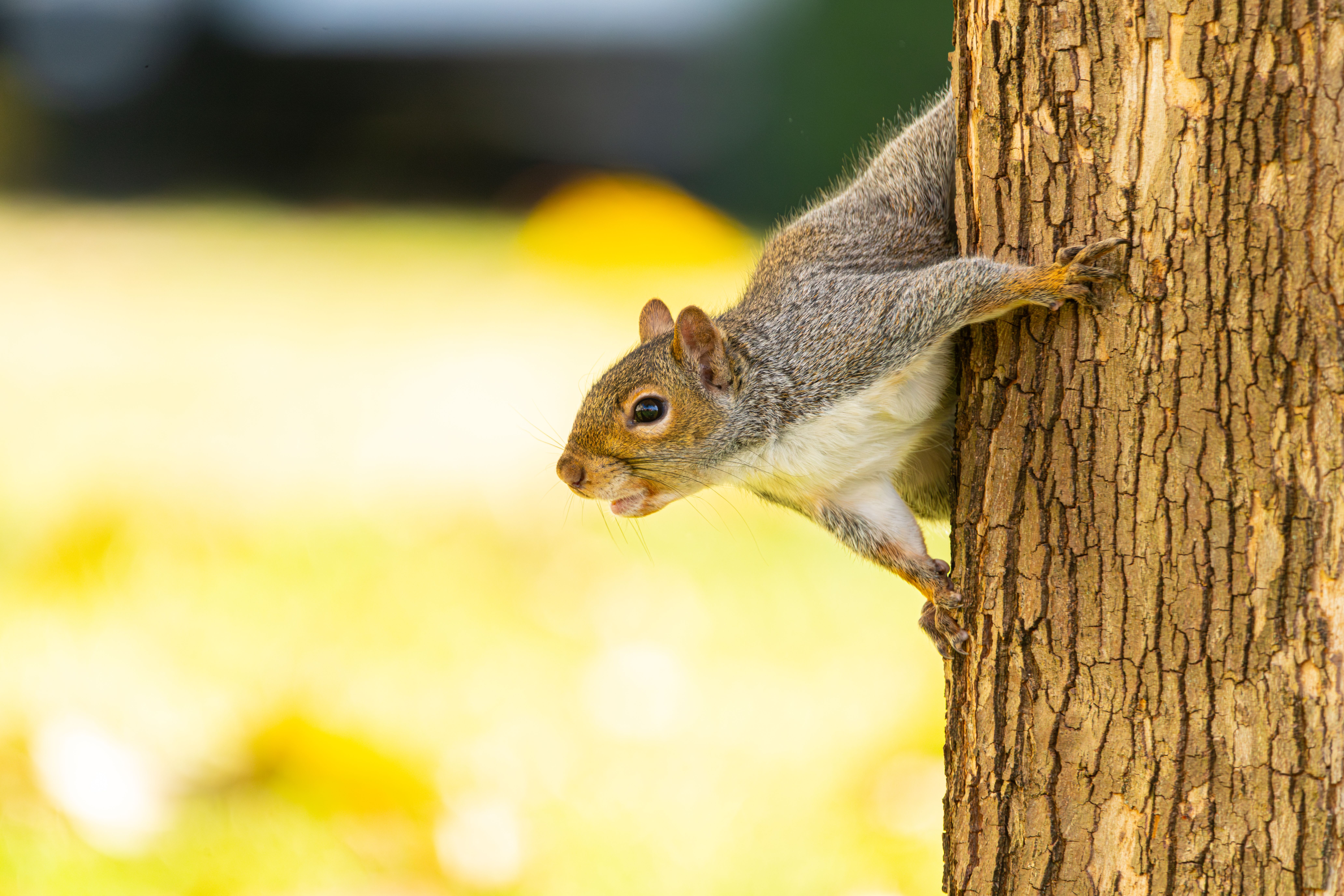 Playful Squirrel on Tree Trunk in Nature · Free Stock Photo