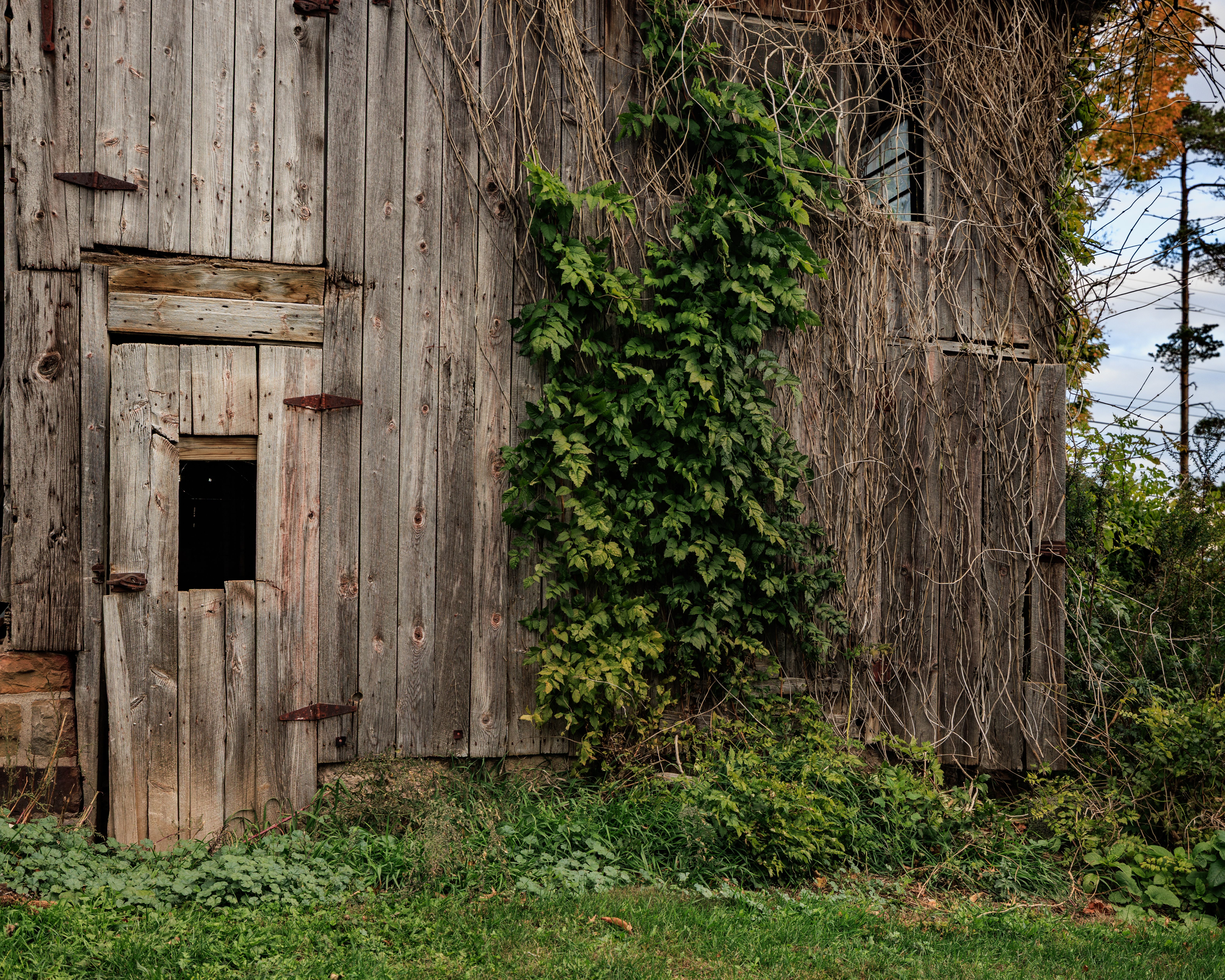 Rustic barn with ivy in Pennsylvania · Free Stock Photo