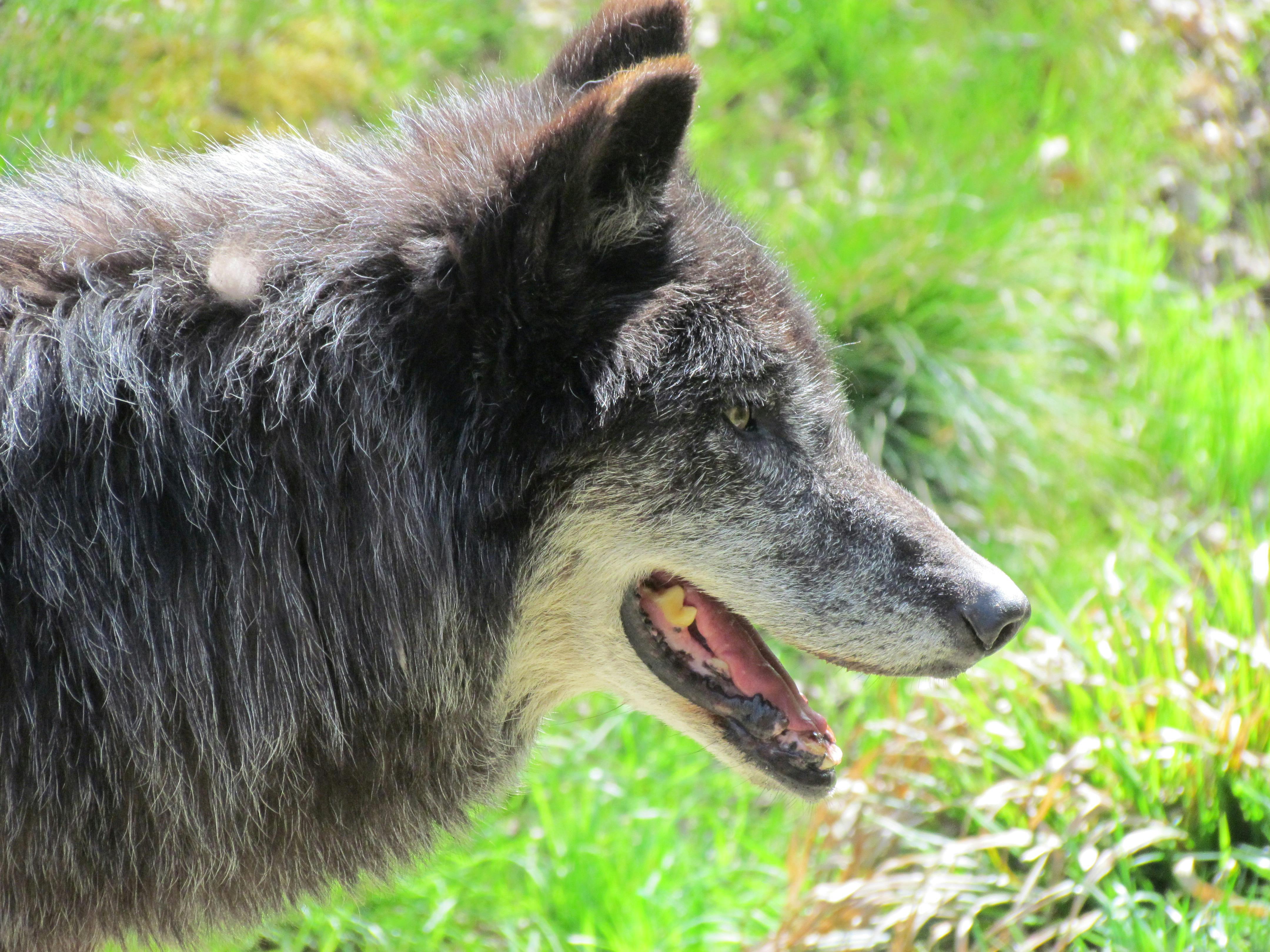 Free stock photo of wolf