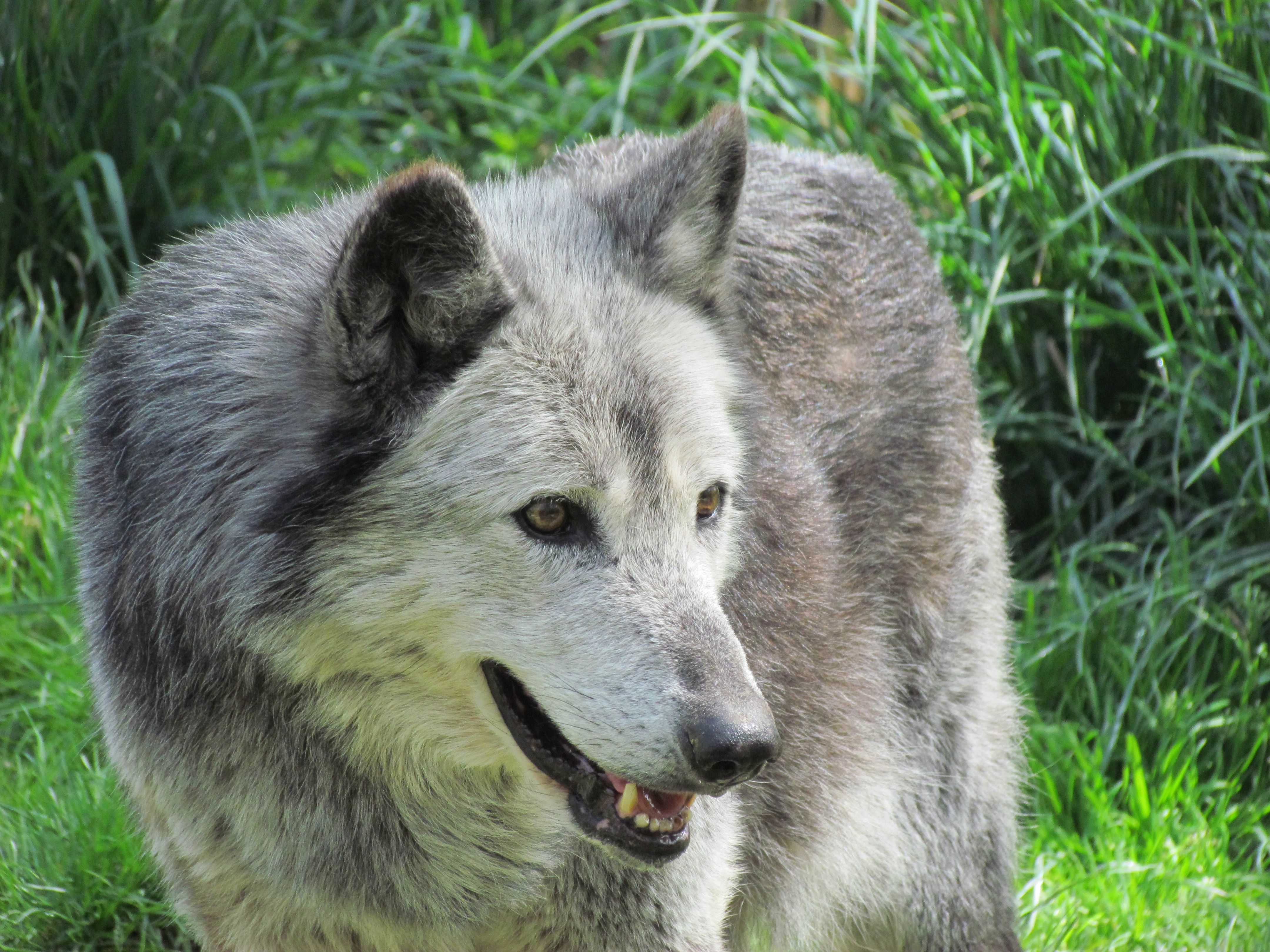 Free stock photo of wolf