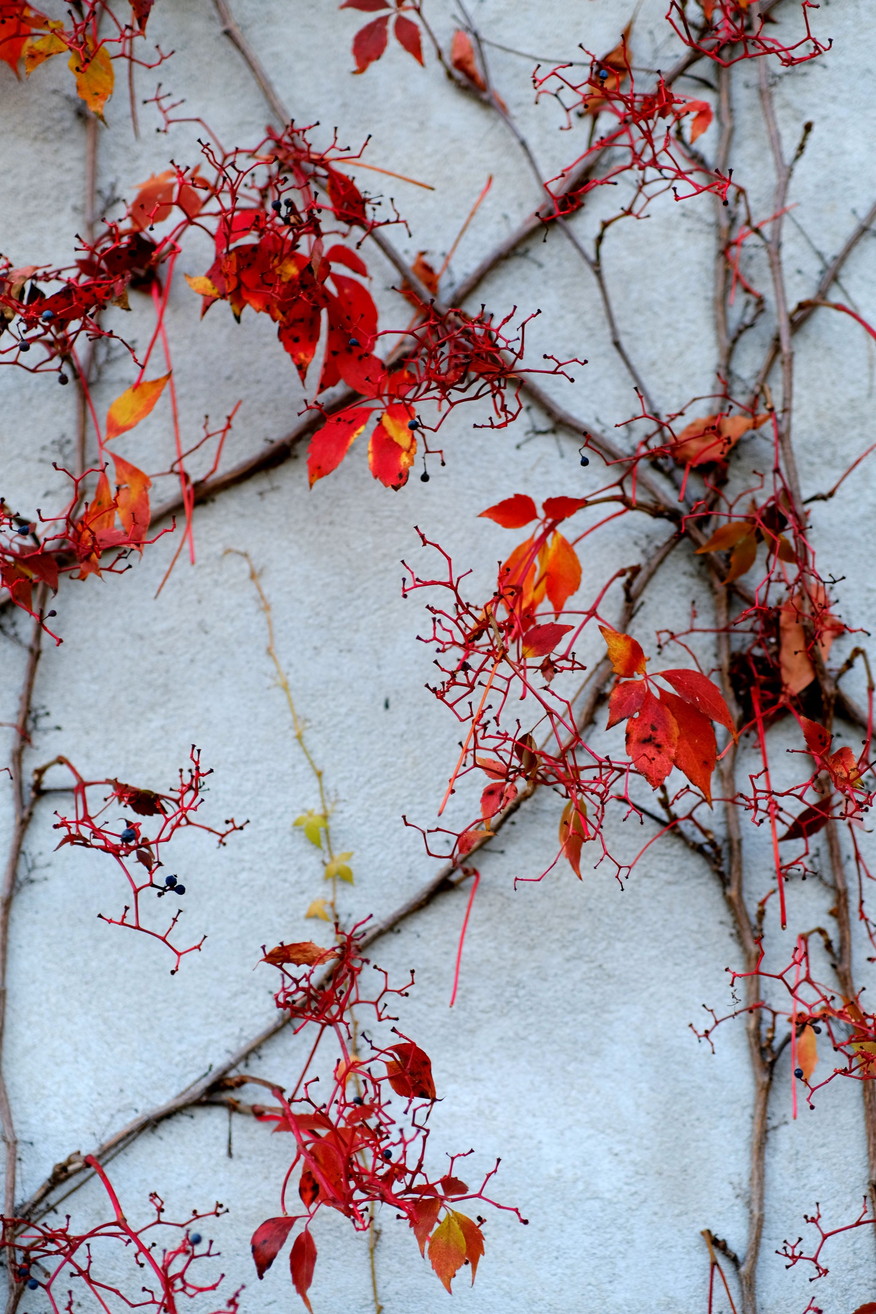 Vibrant Red Autumn Vines on a Wall · Free Stock Photo