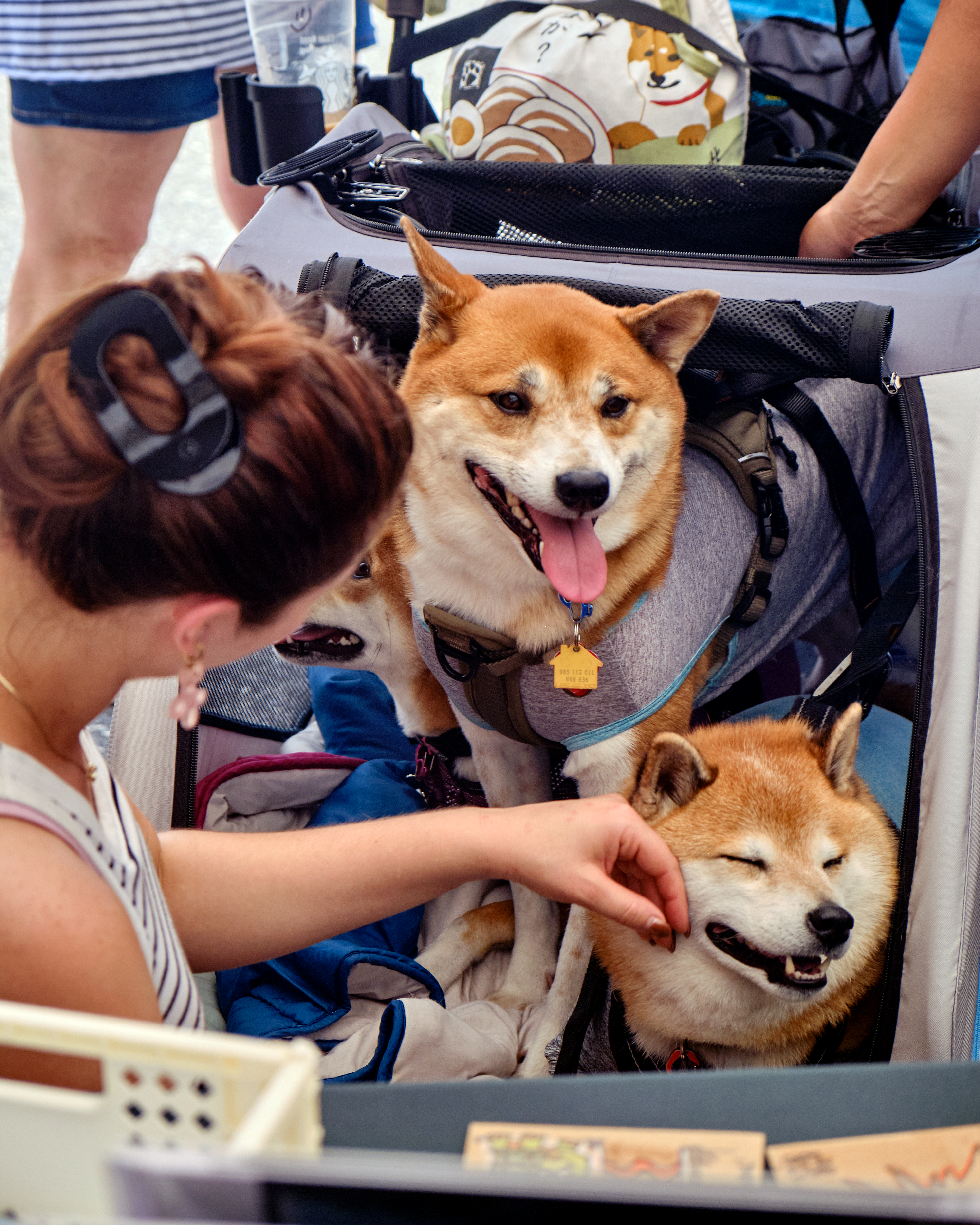 Shiba Inus Relaxing in Dog Stroller Outdoors · Free Stock Photo