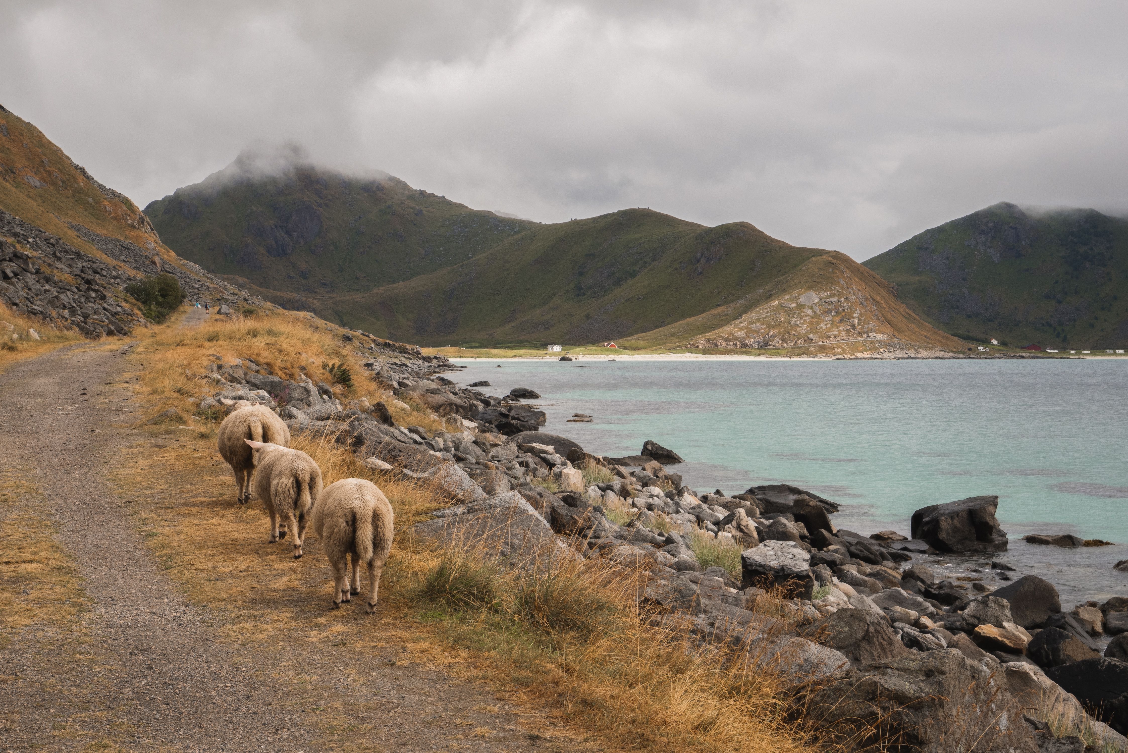 Sheep Grazing by a Tranquil Mountain Lake · Free Stock Photo