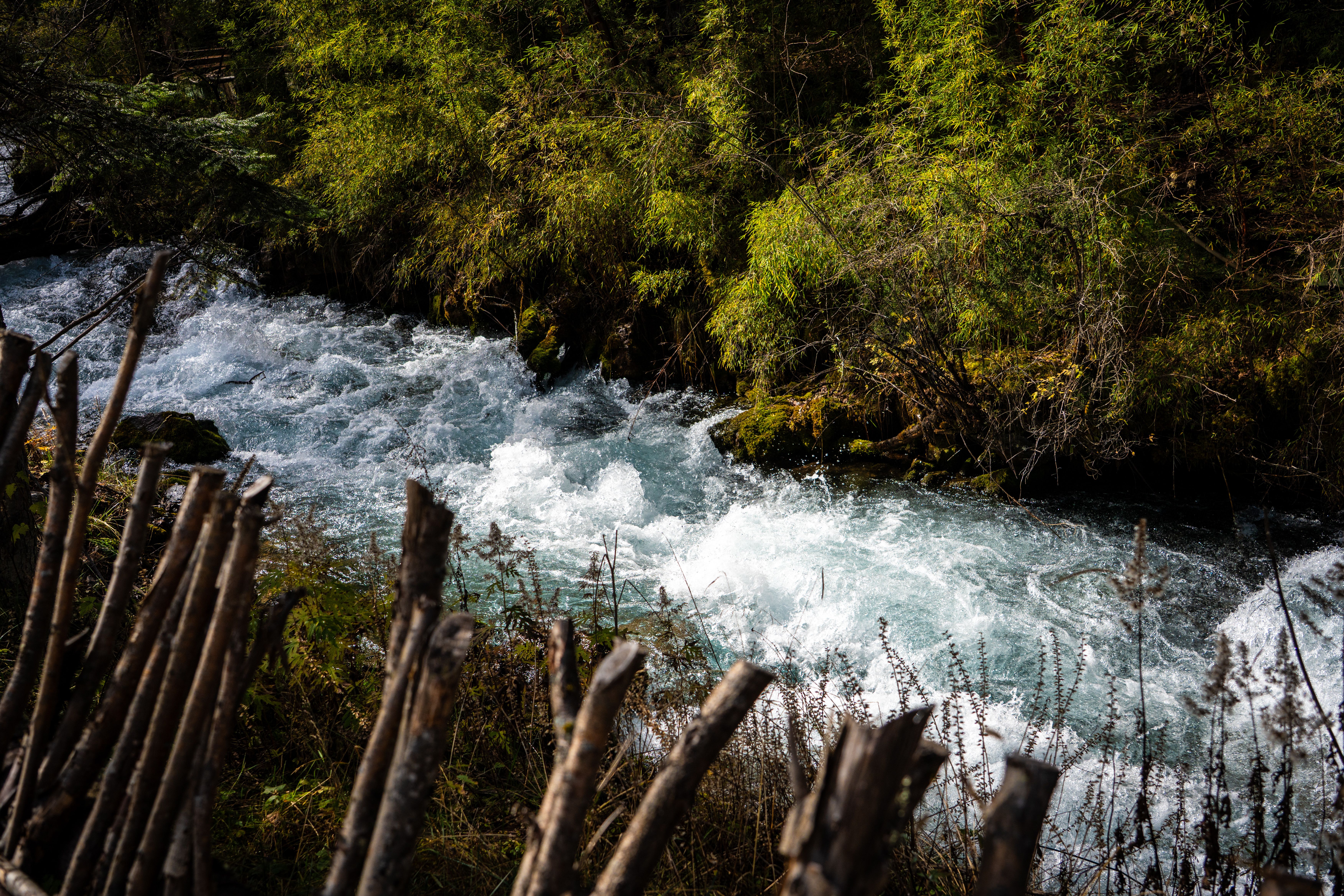 Scenic Stream Flowing Through Lush Forest · Free Stock Photo