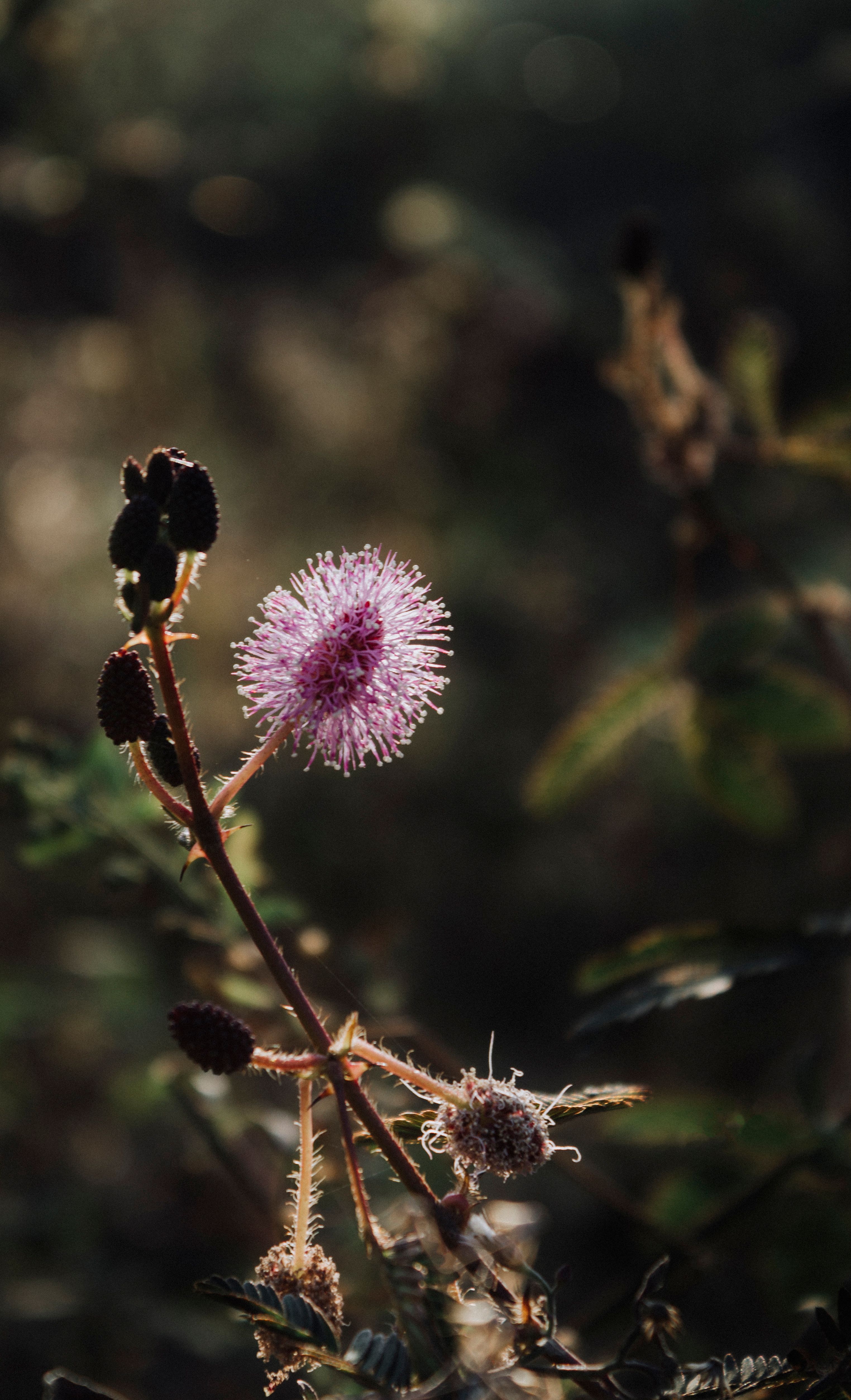 Close-up of Mimosa Flower in Vietnam's Natural Light · Free Stock Photo