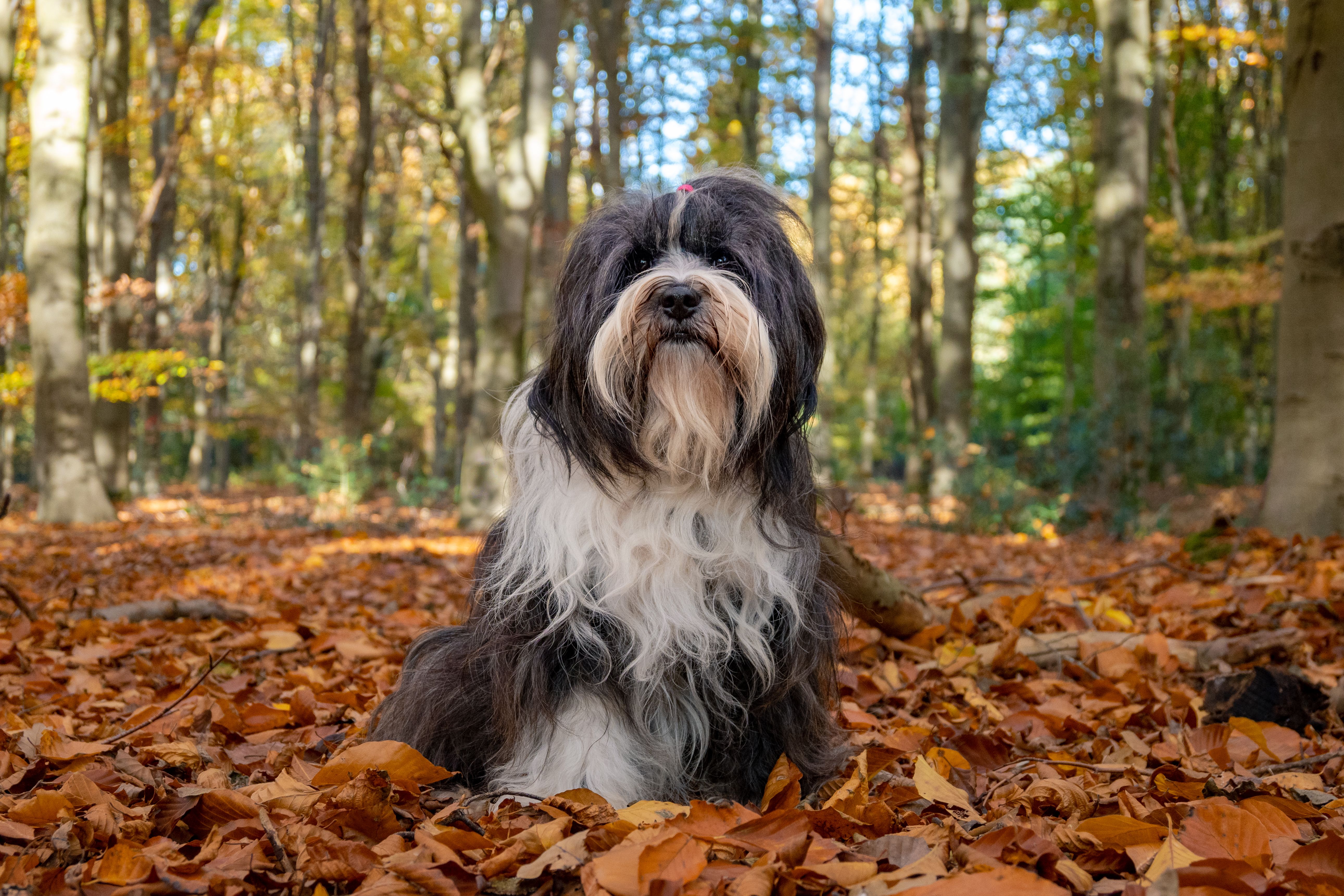 300.000+ Barbie-barbie-her-sisters-pets-and-friends-photo-21703057 ...