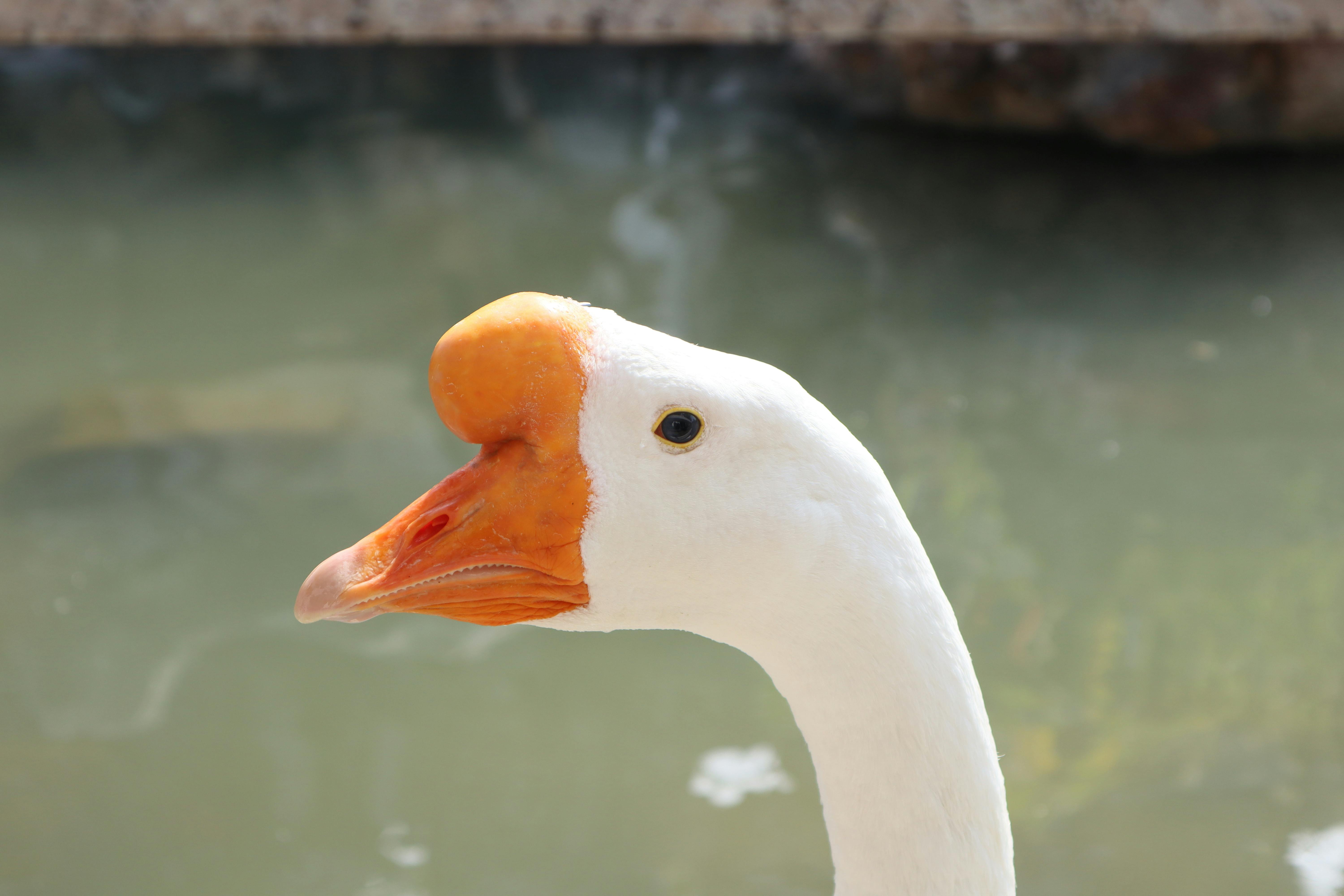 Av4.Us+Anime Paw Photos, Download The BEST Free Av4.Us+Anime Paw Stock ...