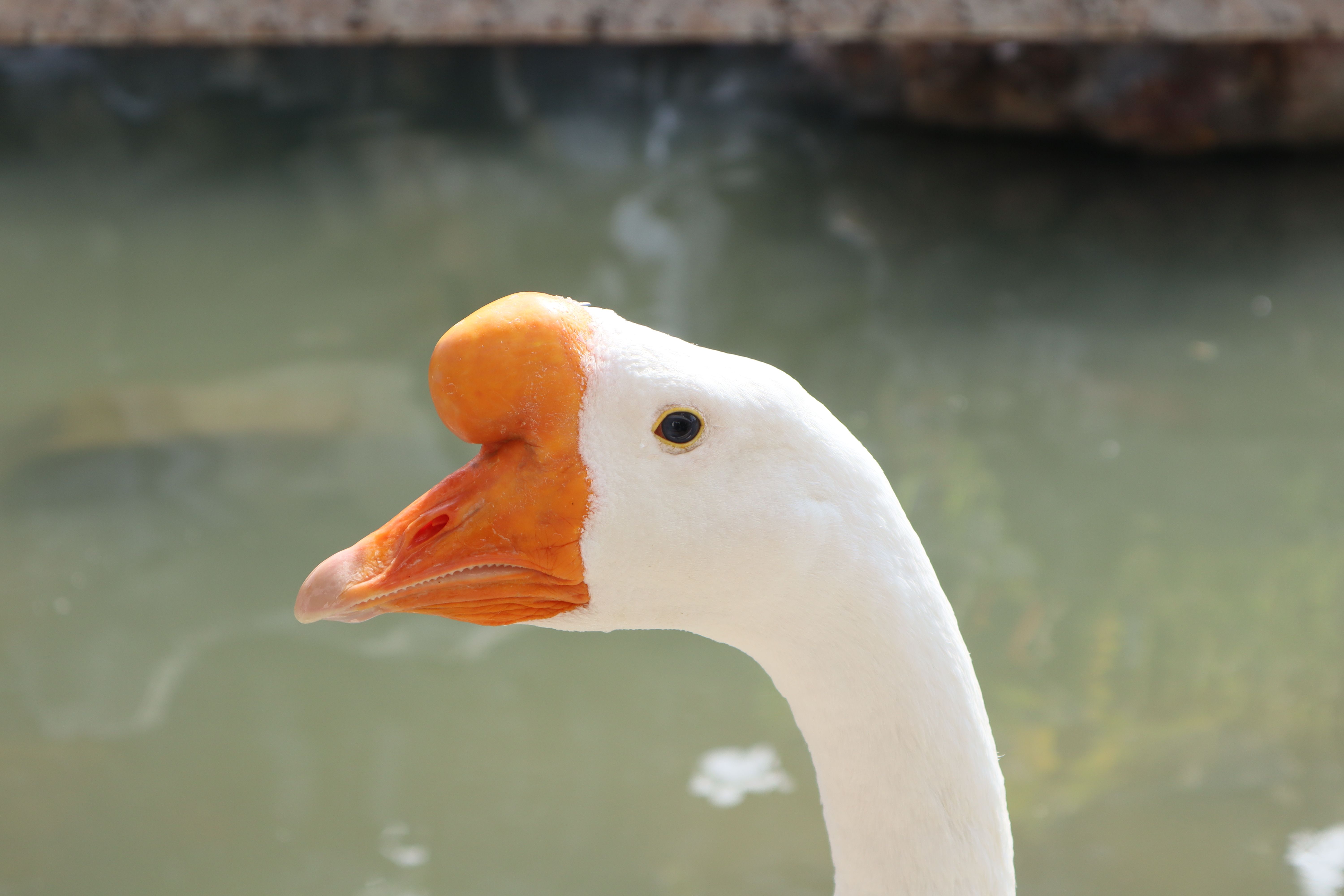 Black Goose Bistro Logo Photos, Download The BEST Free Black Goose ...