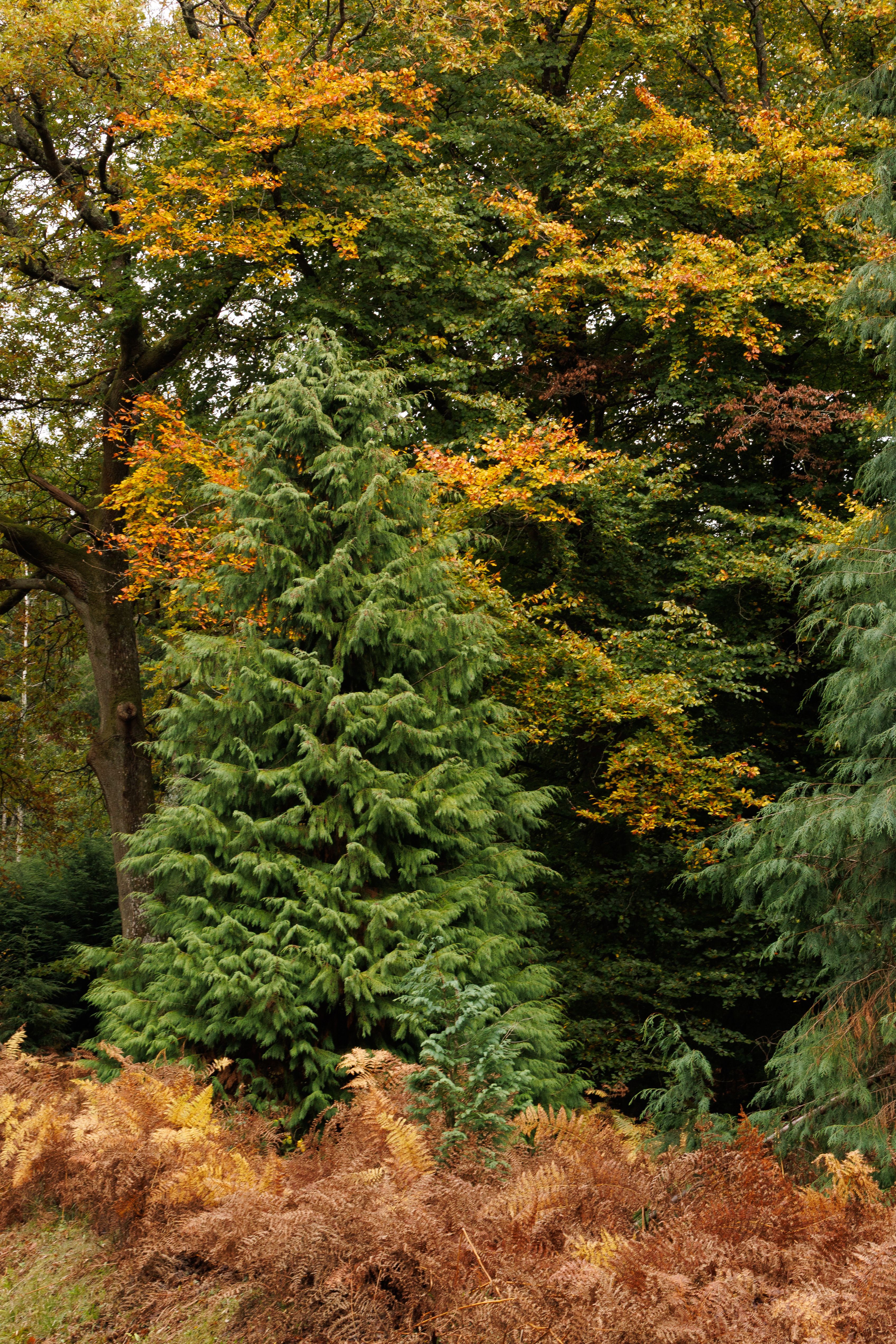 Vibrant Autumn Forest with Evergreen Highlights · Free Stock Photo