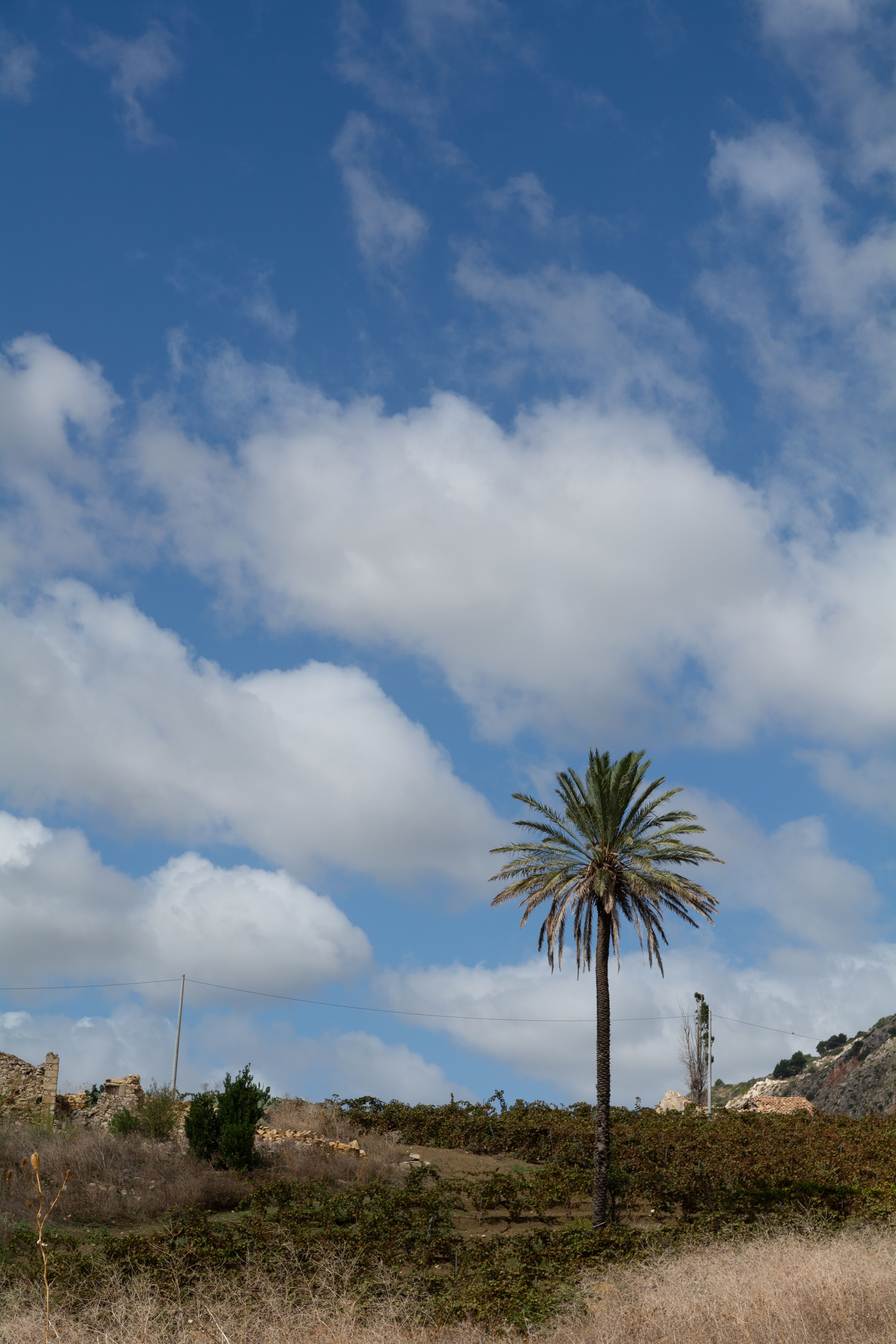Serene Desert Landscape with Lone Palm Tree · Free Stock Photo