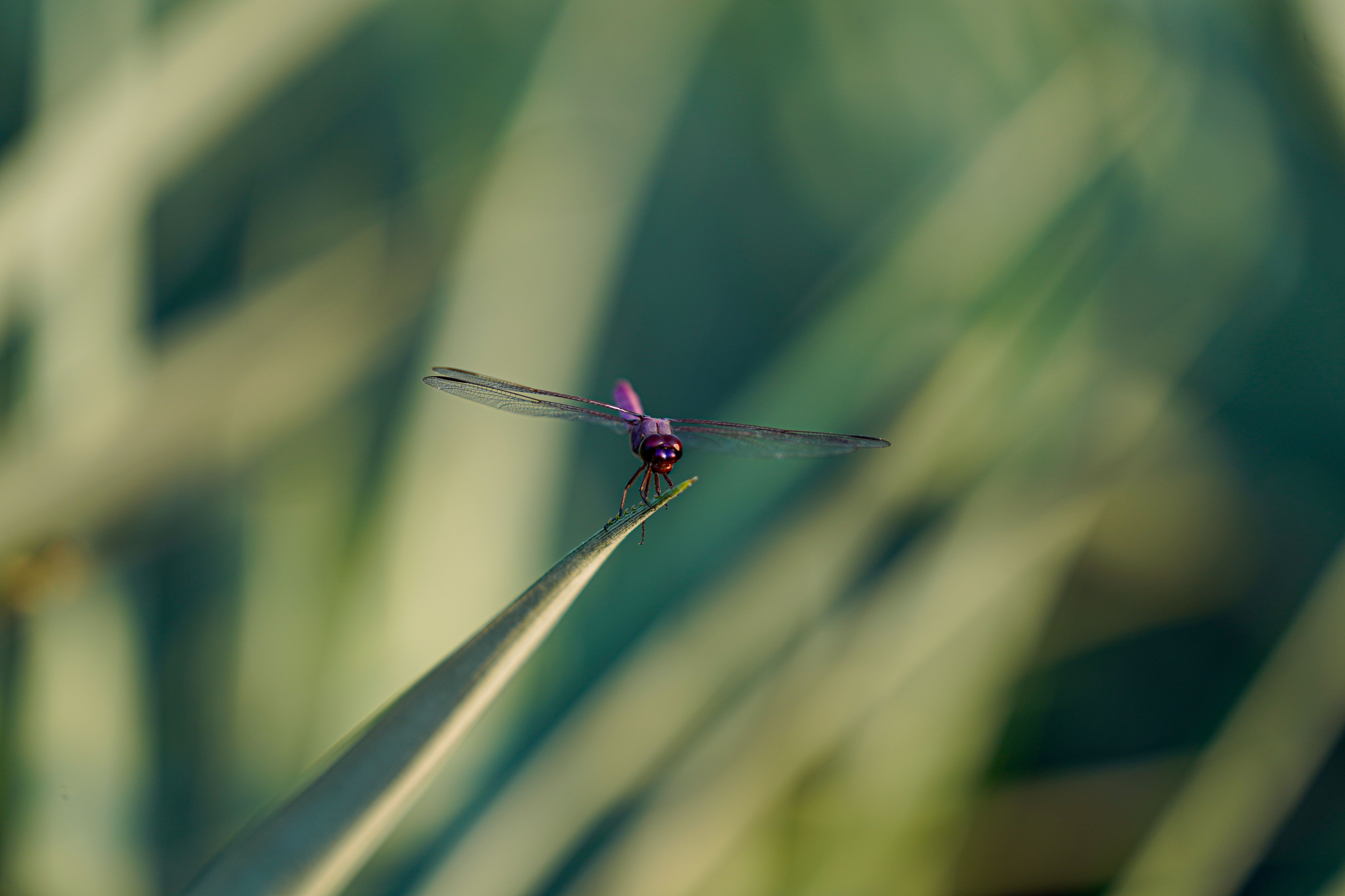 Close-Up of a Violet Dragonfly on a Leaf · Free Stock Photo