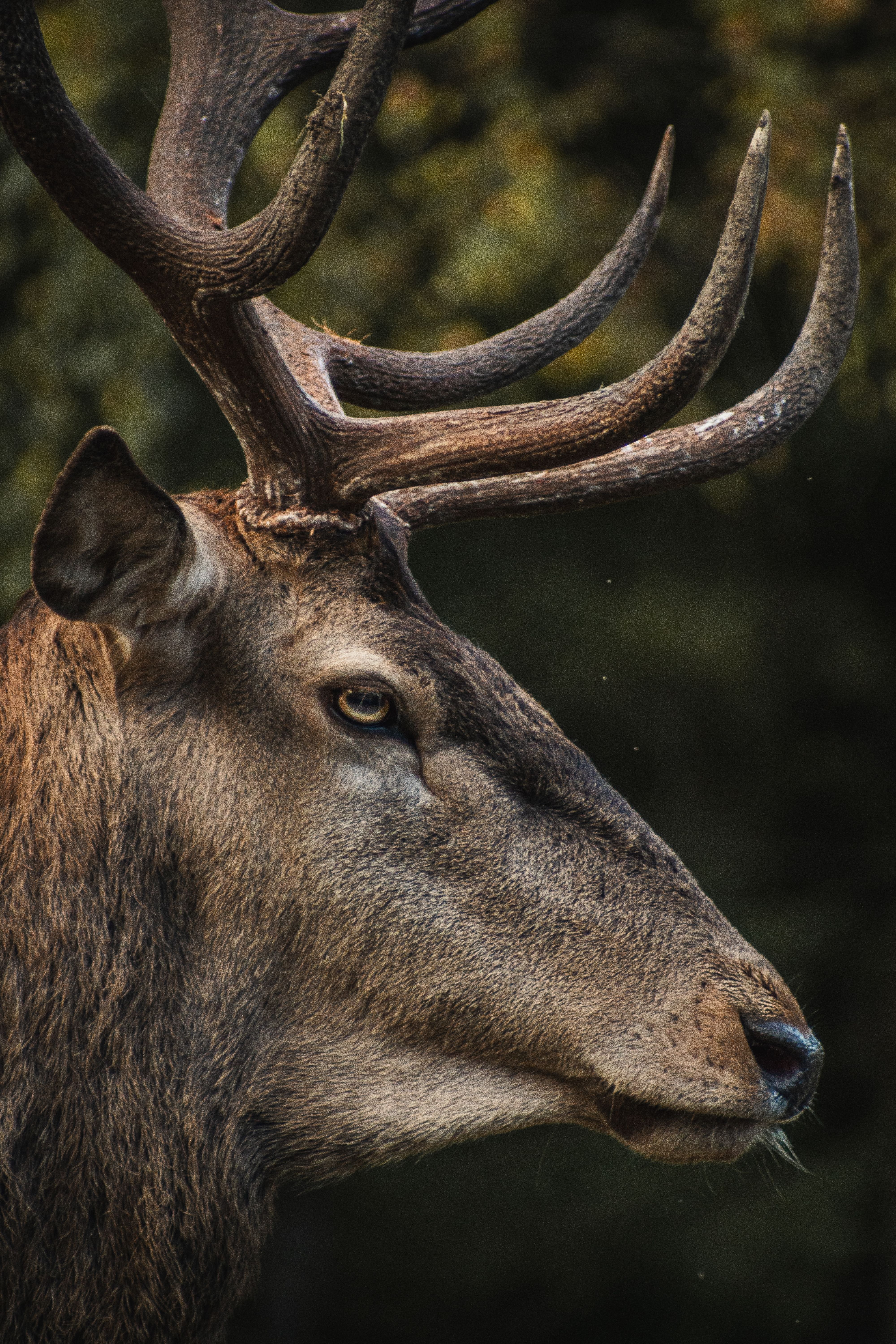 Reindeer in Nature · Free Stock Photo