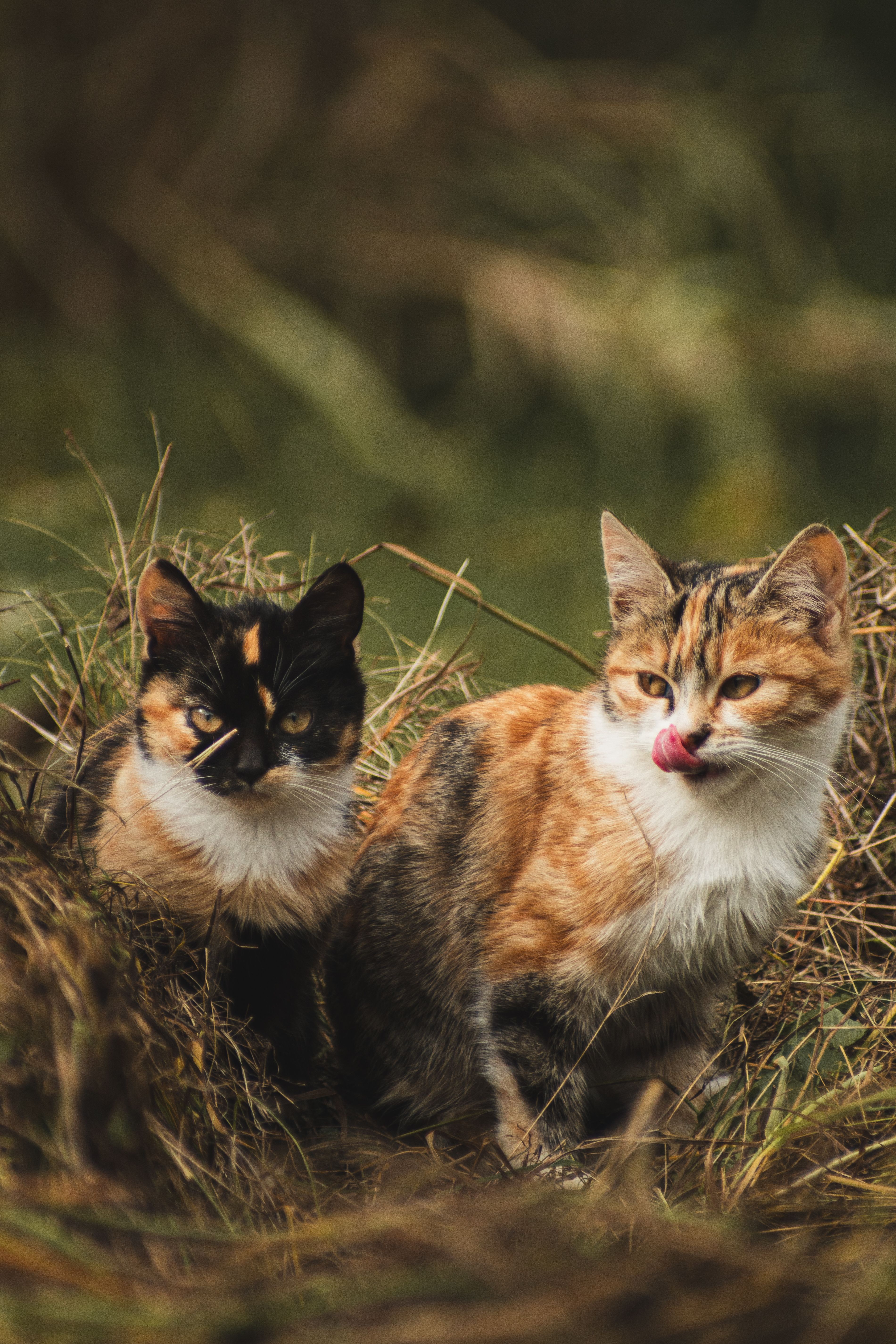 Two Playful Cats in Natural Habitat · Free Stock Photo