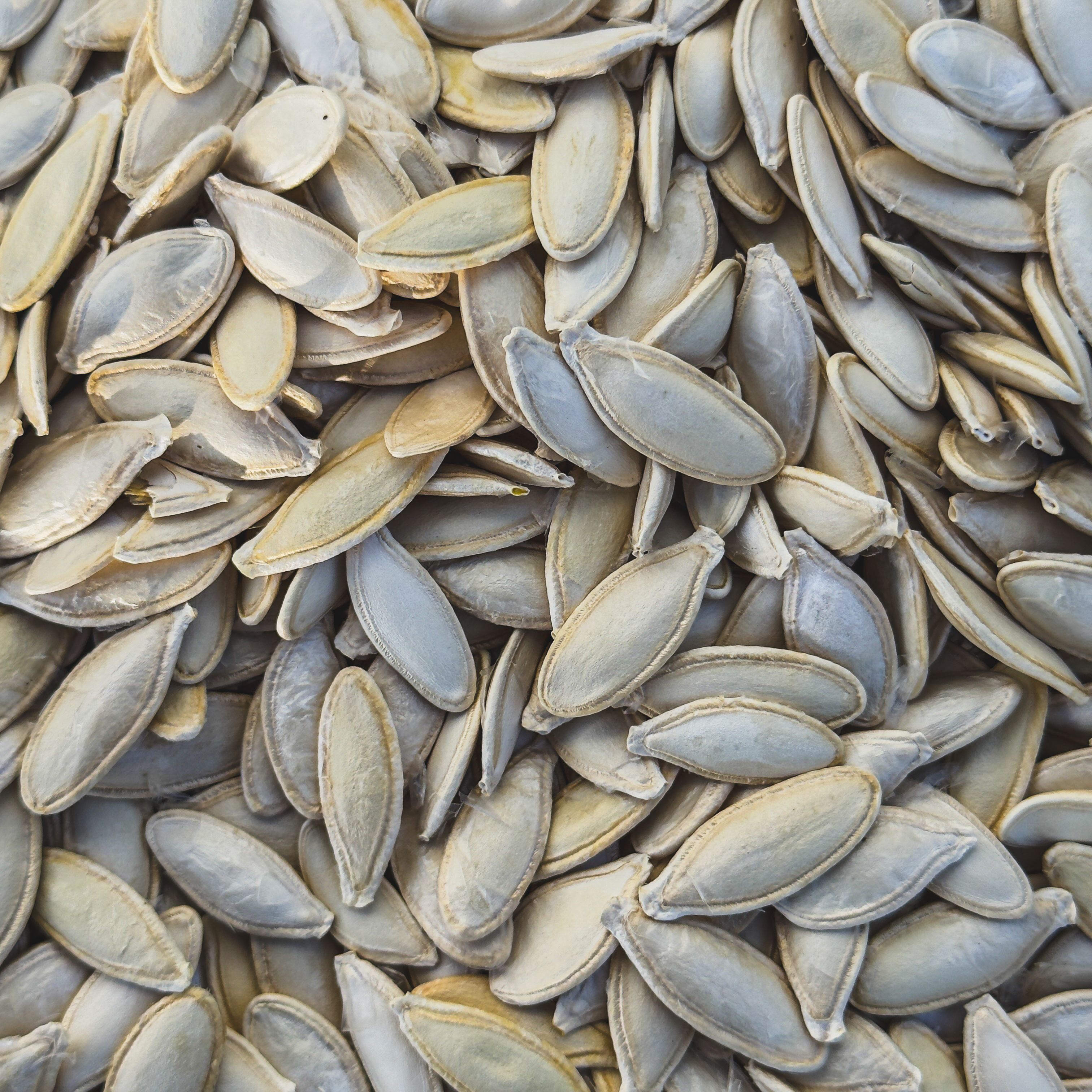 Cucurbita Pepo Seeds Photos, Download The BEST Free Cucurbita Pepo ...