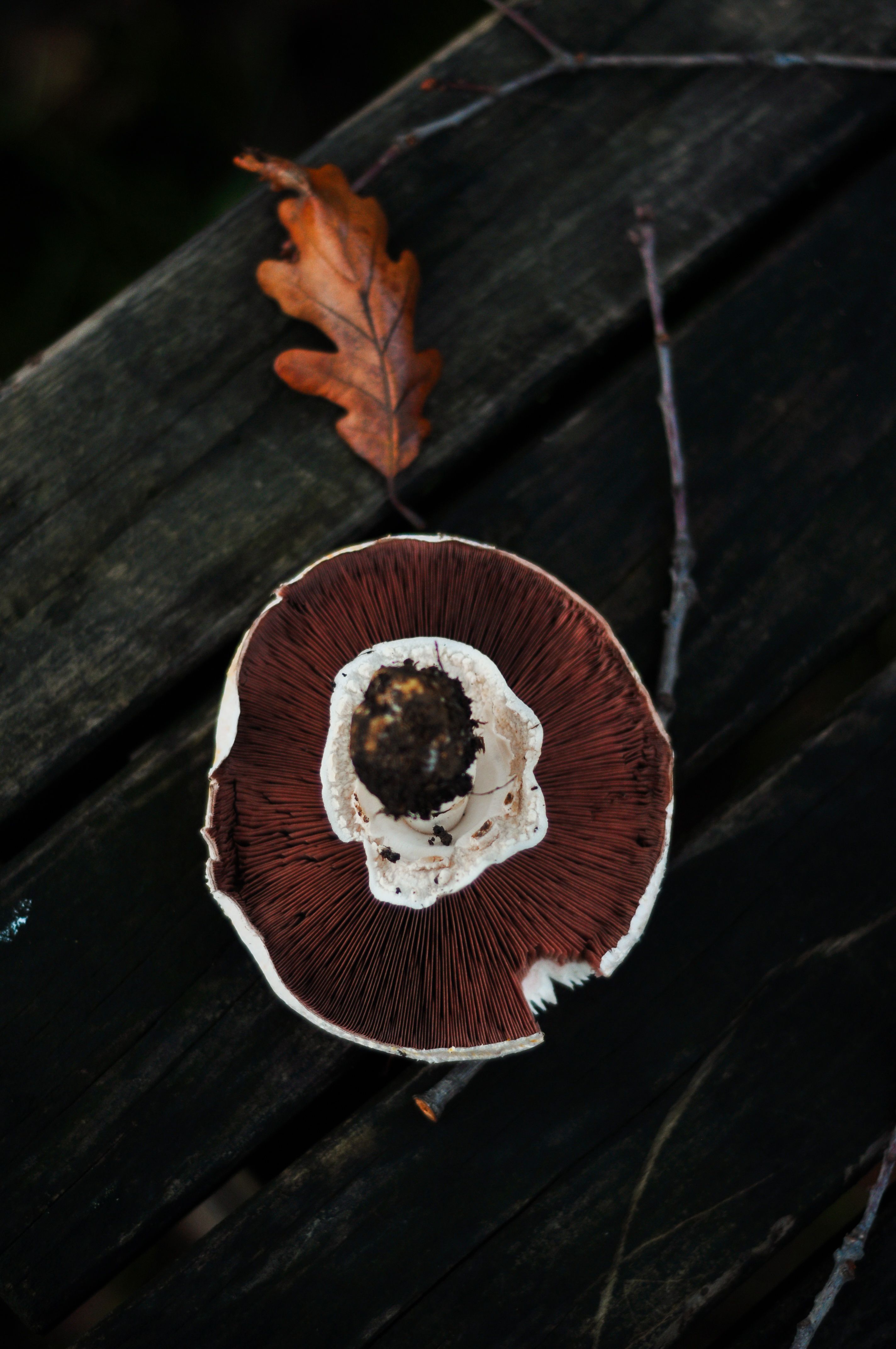 Mushroom Background Photos, Download The BEST Free Mushroom Background ...