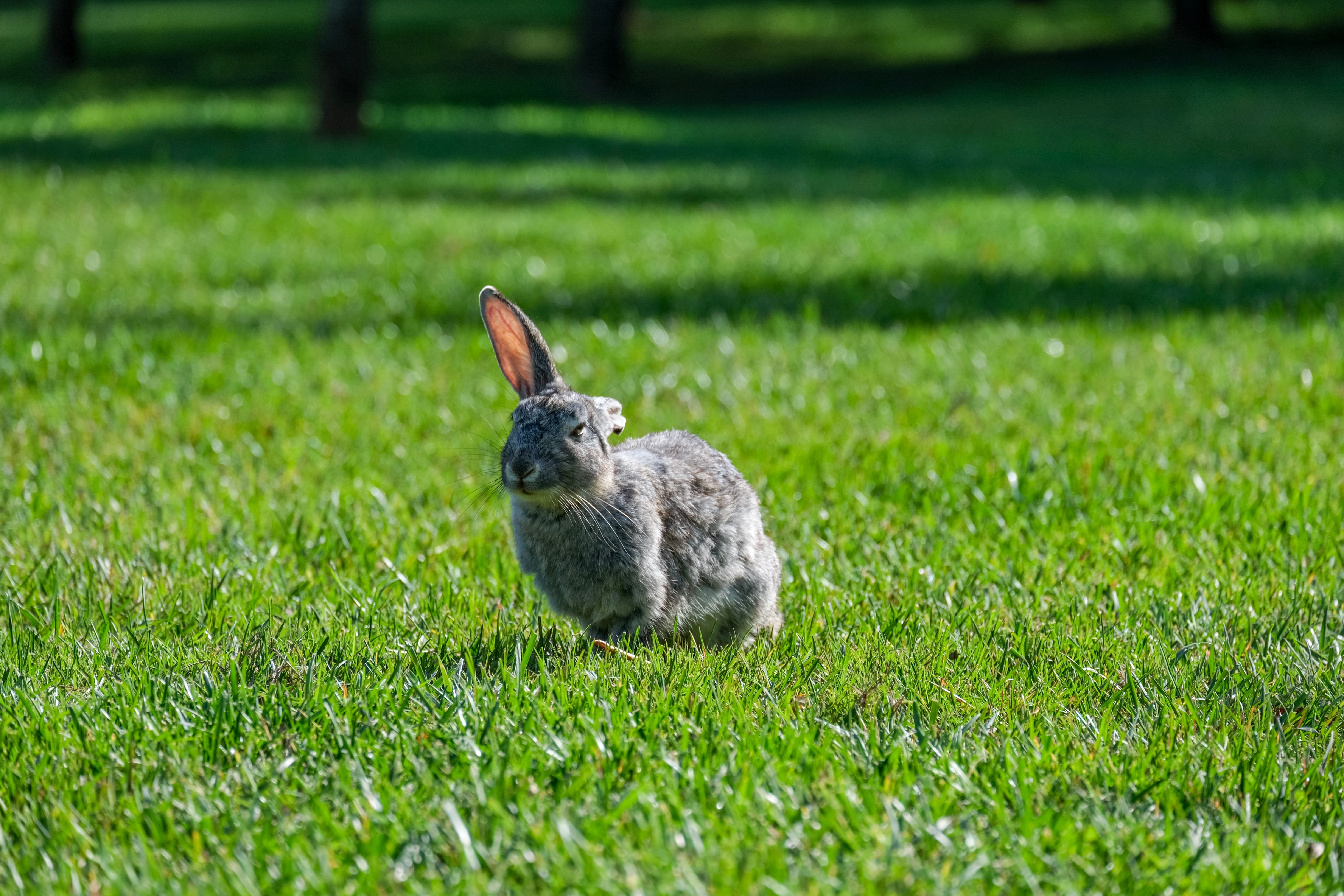 Adorable Hare Grazing on Green Lawn · Free Stock Photo