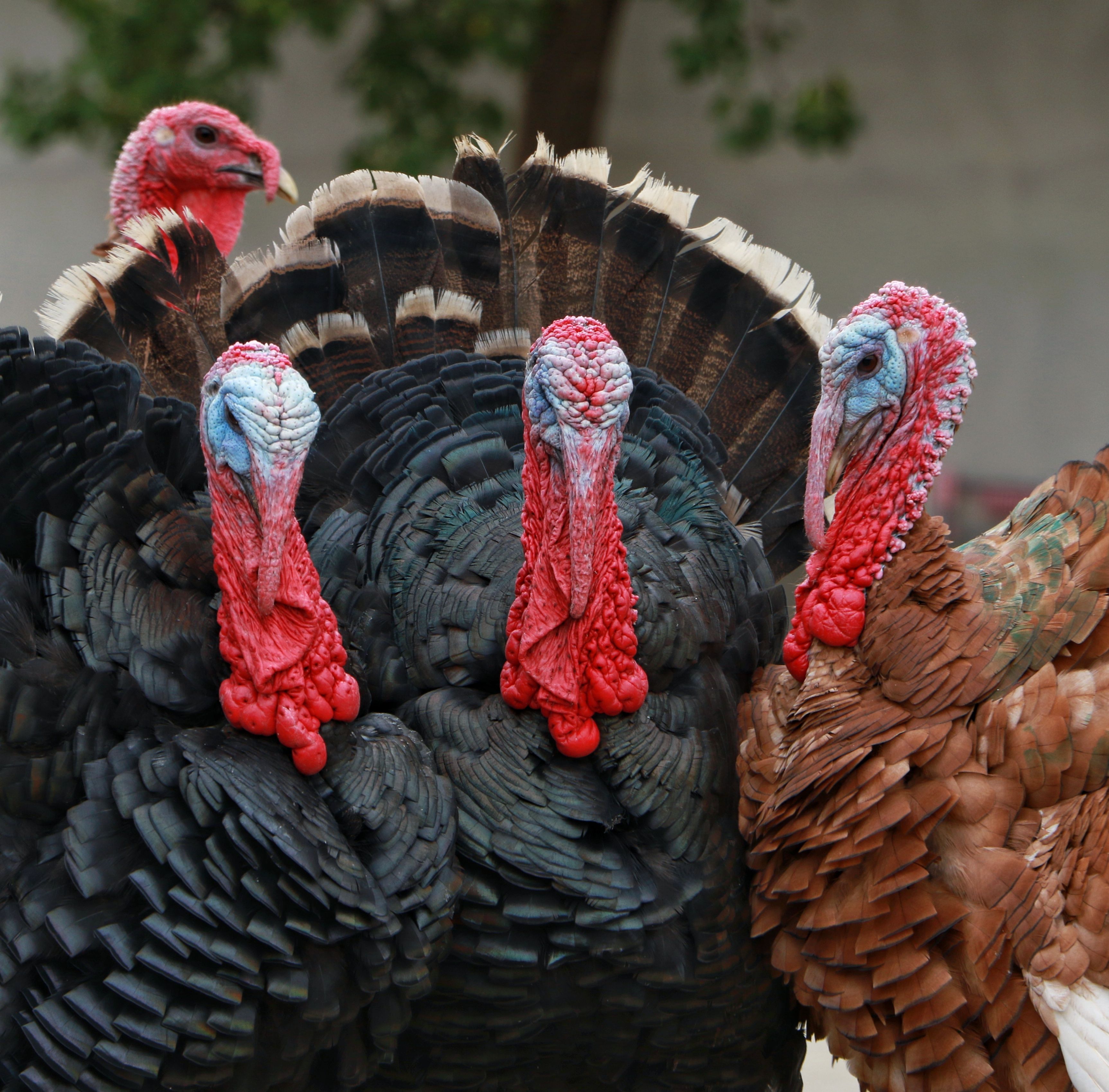 Group of Turkeys Displaying Bright Plumage Outdoors · Free Stock Photo