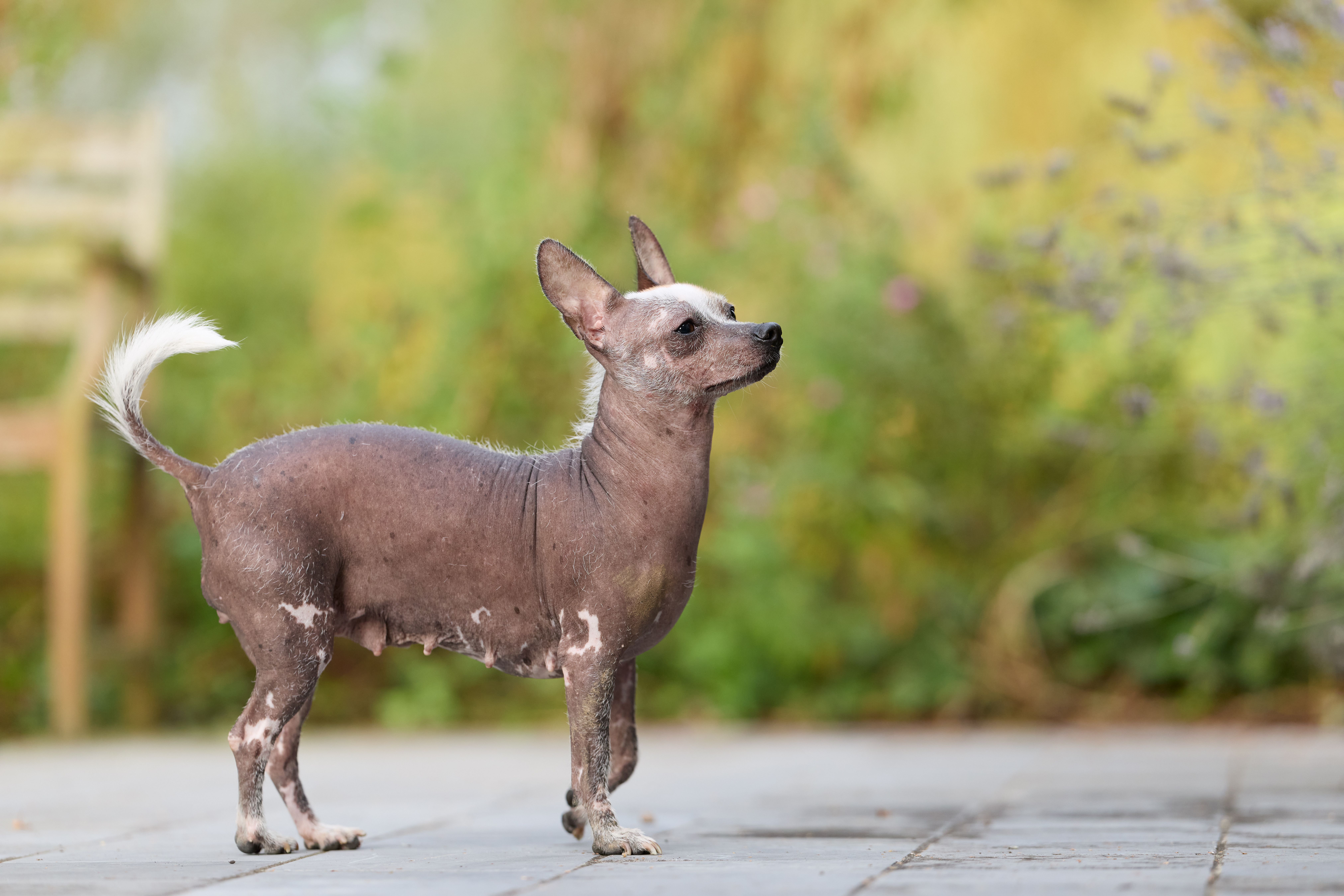 Bald Canine Dog in Outdoor Garden Setting · Free Stock Photo