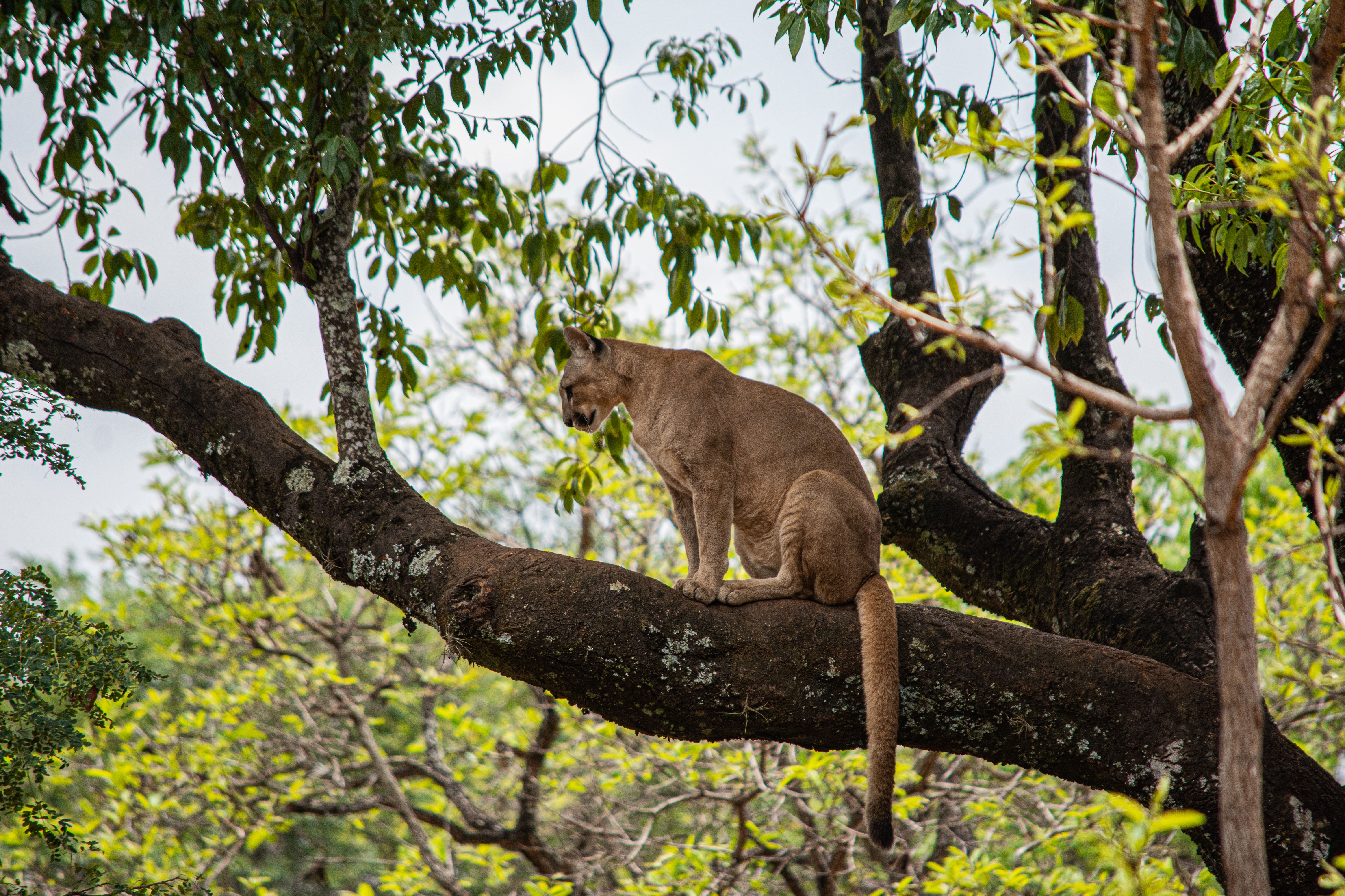Puma Resting on Tree Branch in Brazilian Forest · Free Stock Photo