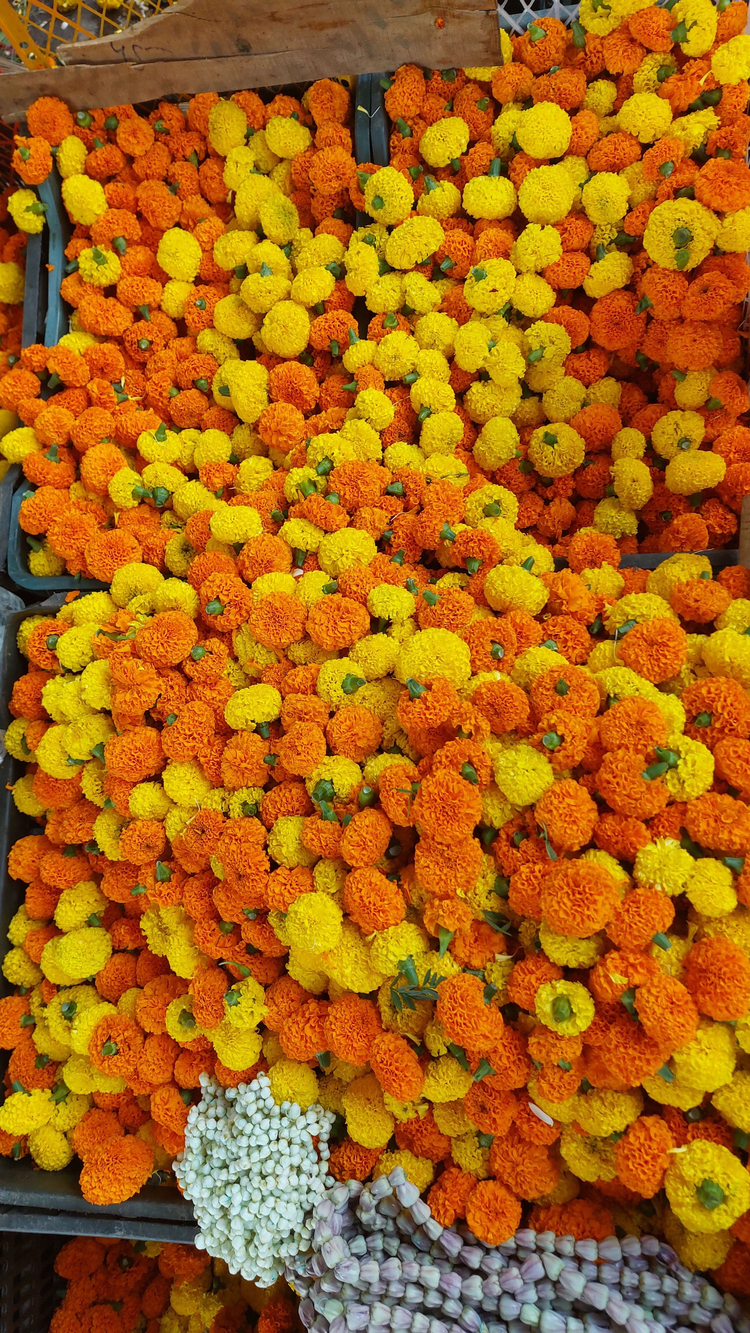 Vibrant Display of Marigold Flowers · Free Stock Photo
