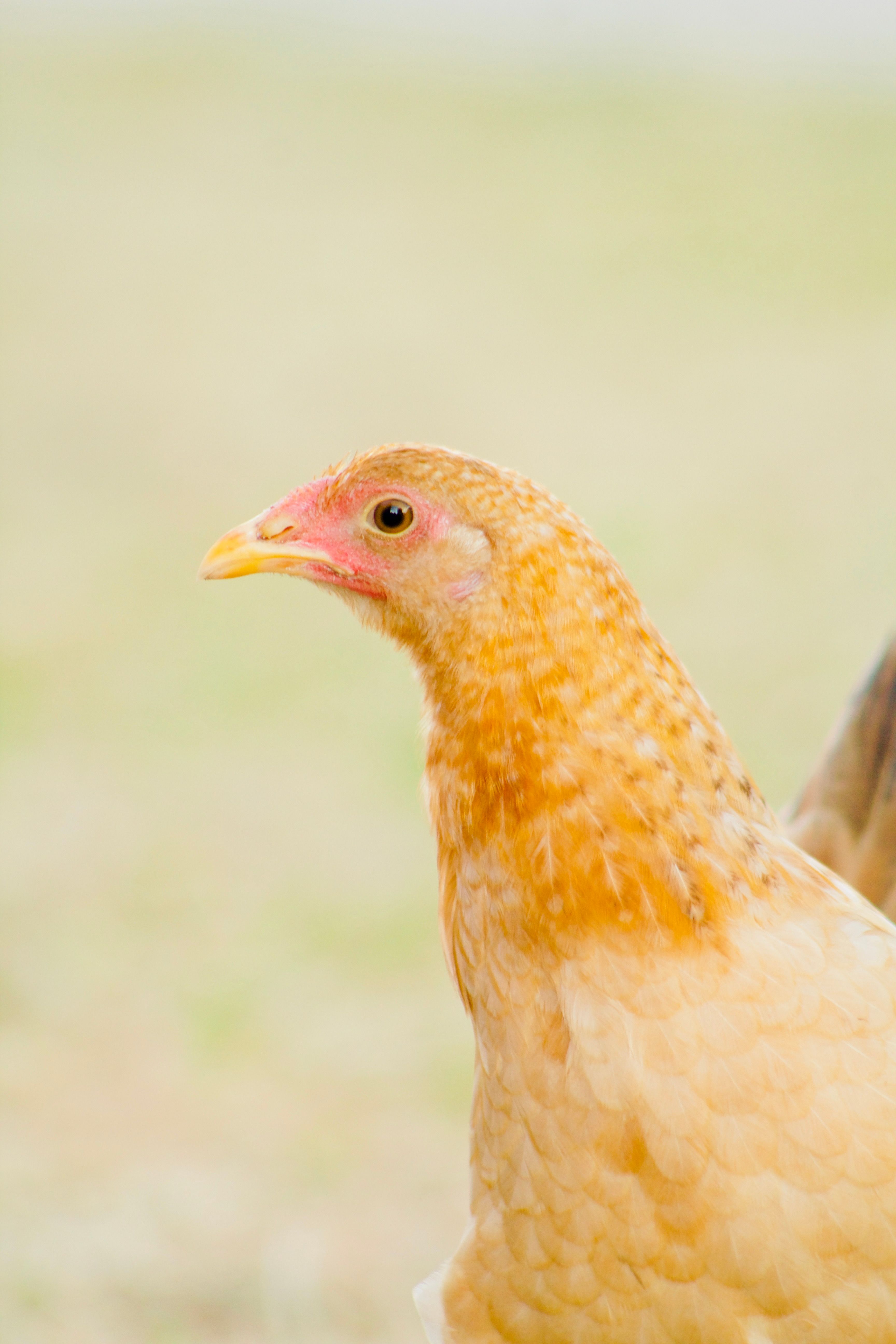 Chicken Layers Photos, Download The BEST Free Chicken Layers Stock ...