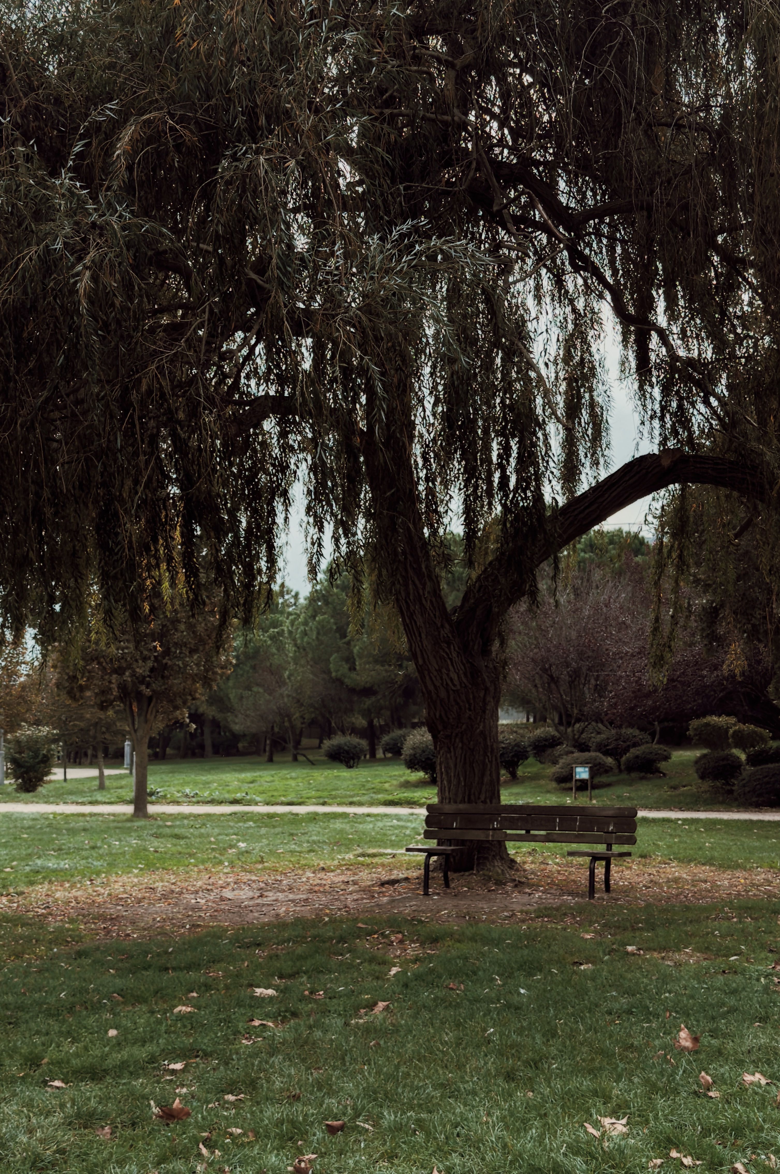 Serene Park Scene with Bench and Willow Tree · Free Stock Photo