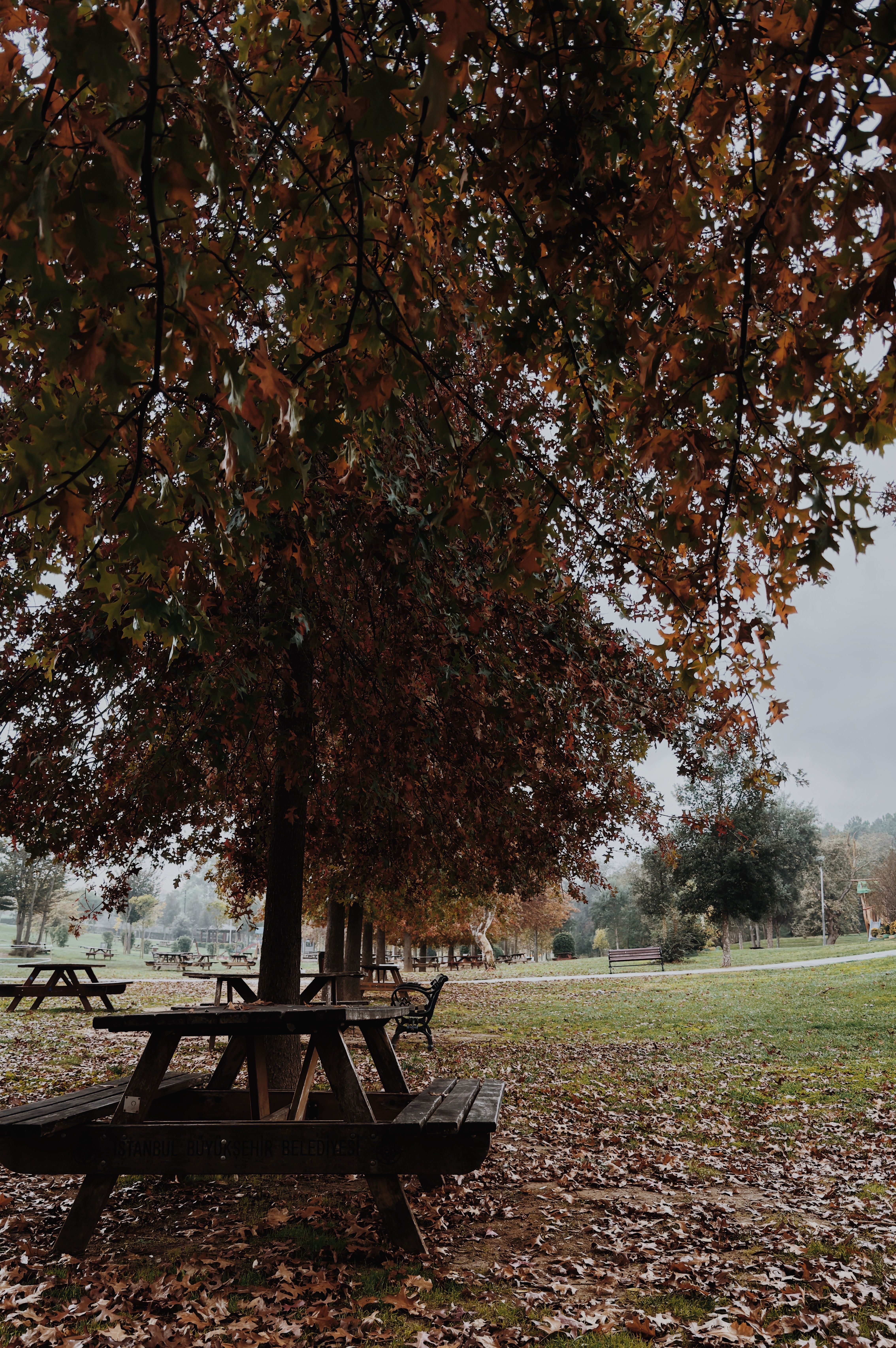 Autumn Park Scene with Picnic Tables and Trees · Free Stock Photo