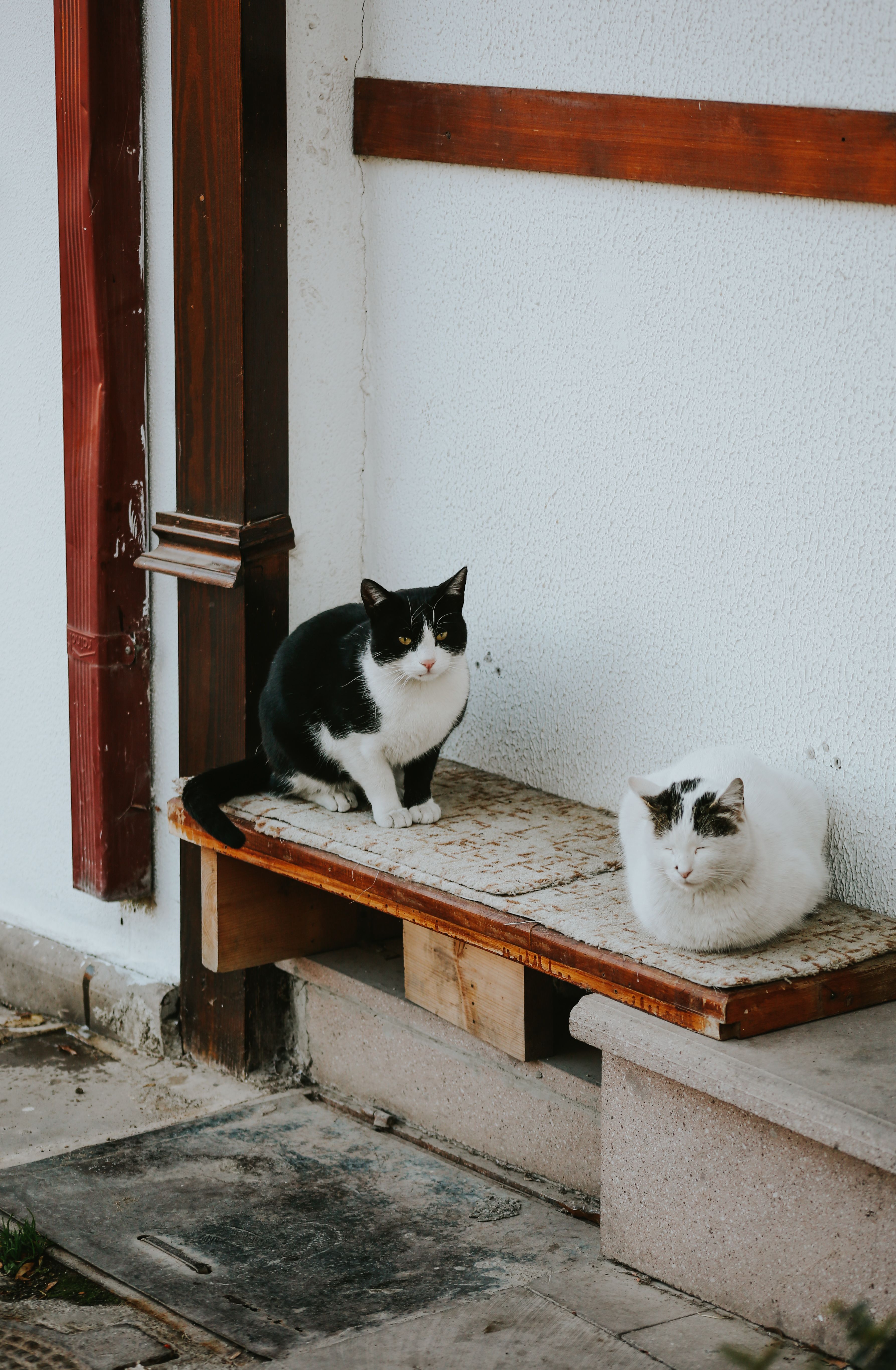 Two Cats Resting on a Rustic Outdoor Bench · Free Stock Photo