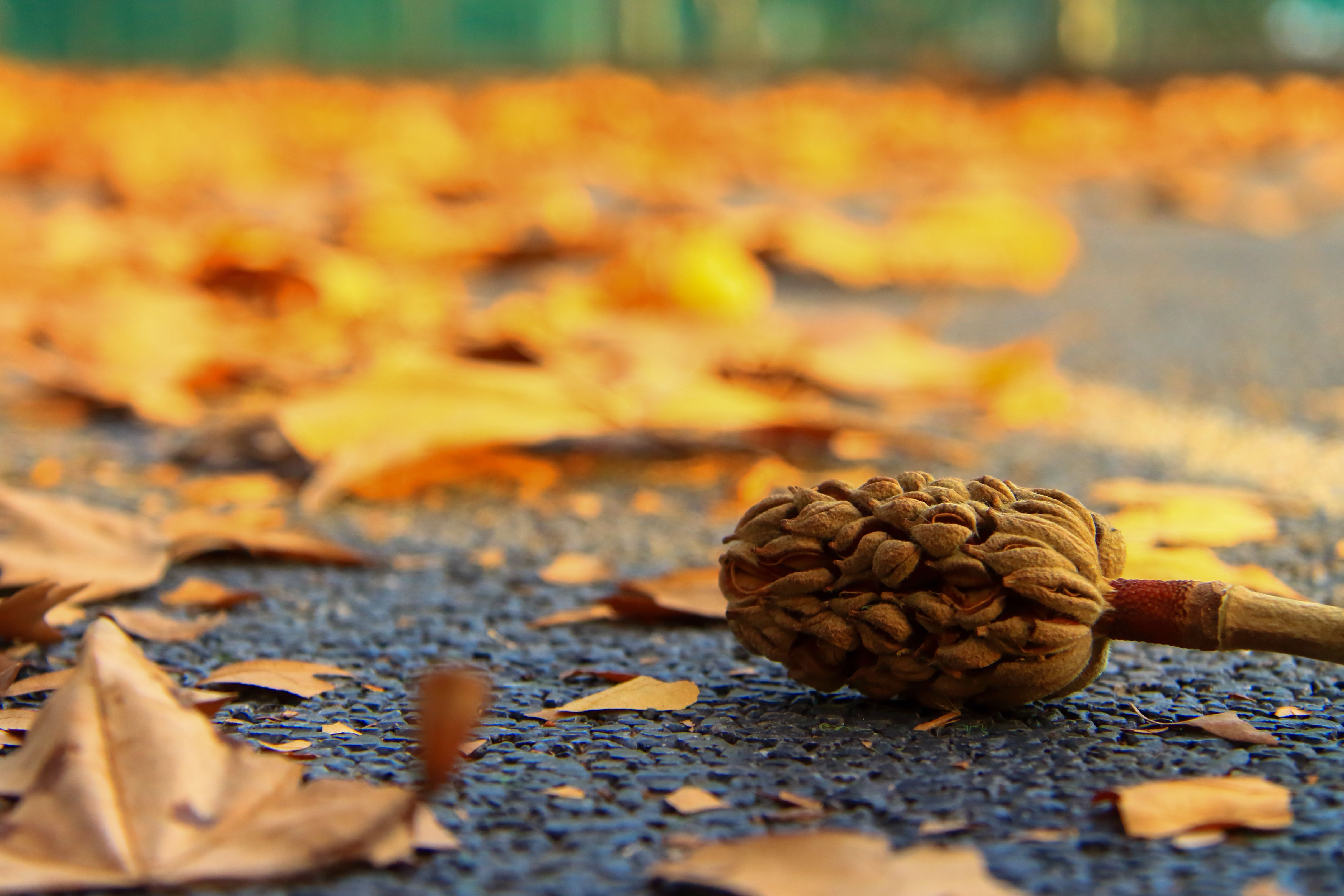 Autumn Seed Pod on Asphalt with Fallen Leaves · Free Stock Photo